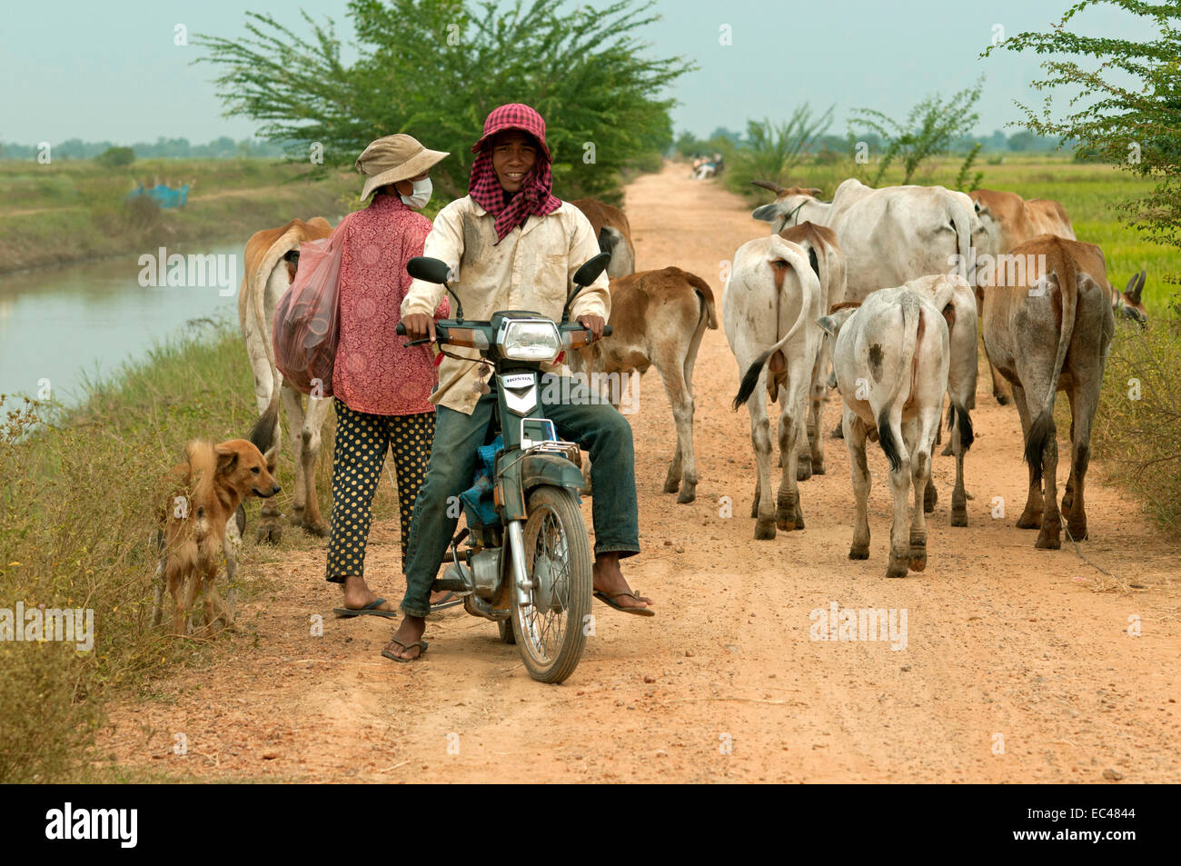 A herd of cows and a motorbiker meeting on a country road, Battambang ...