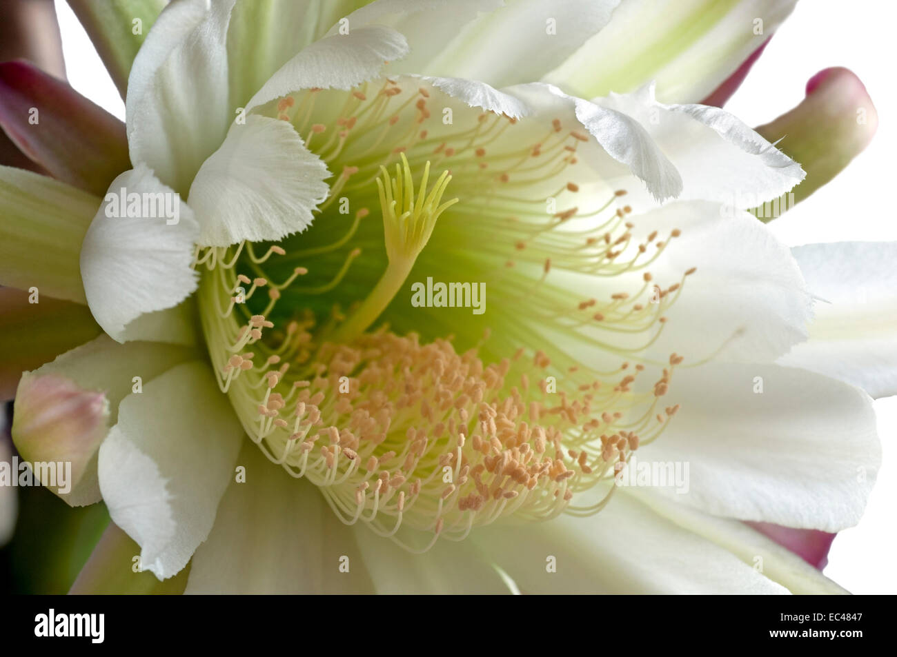 Flower of Peruvian Apple Cactus Stock Photo - Alamy