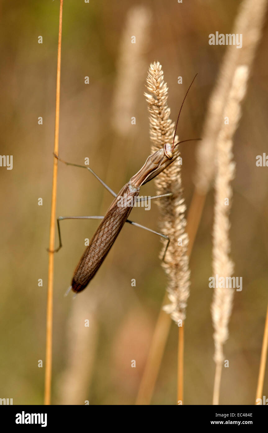 Praying mantis full body hi-res stock photography and images - Alamy