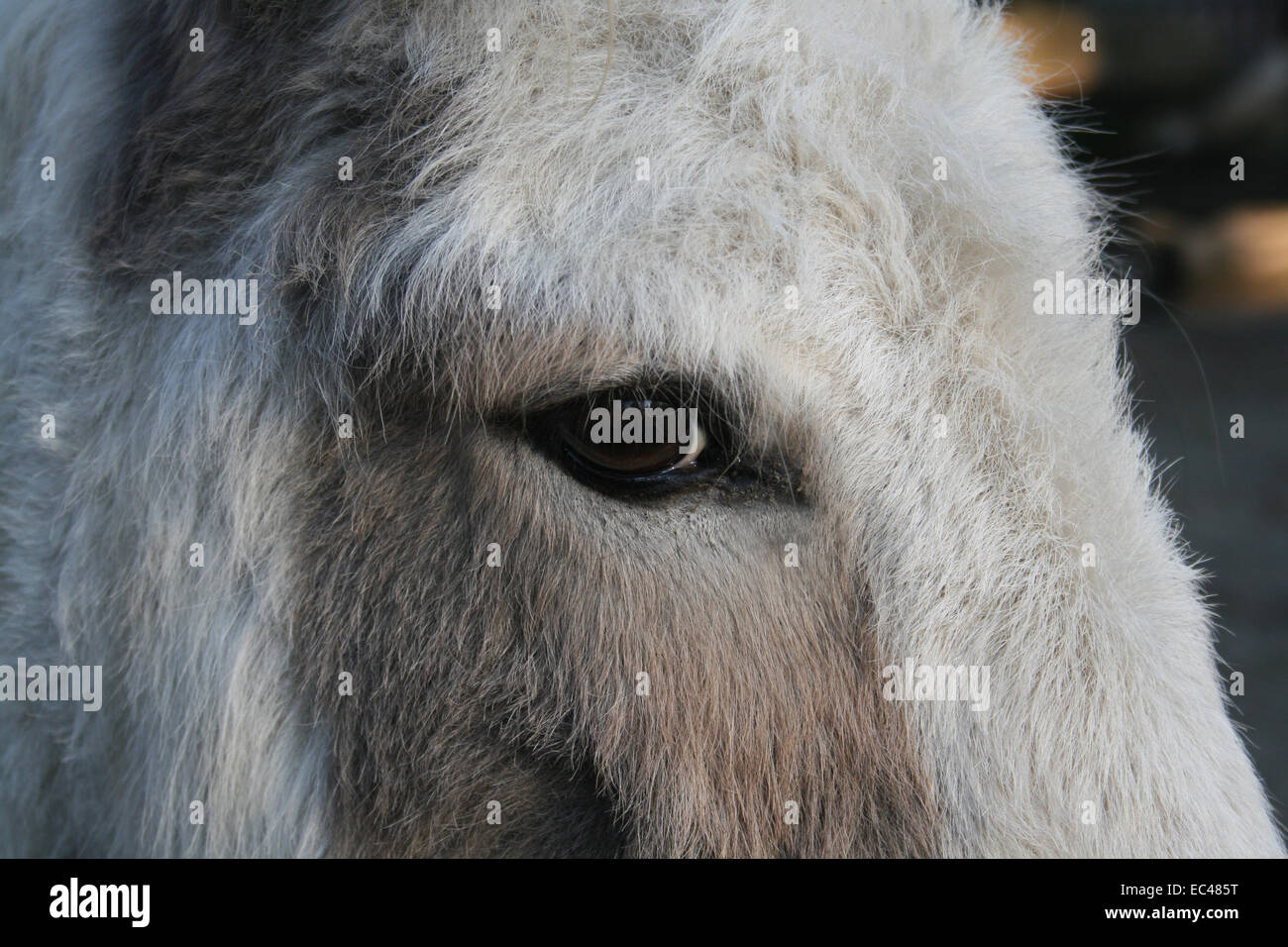 Donkey s eye Stock Photo - Alamy