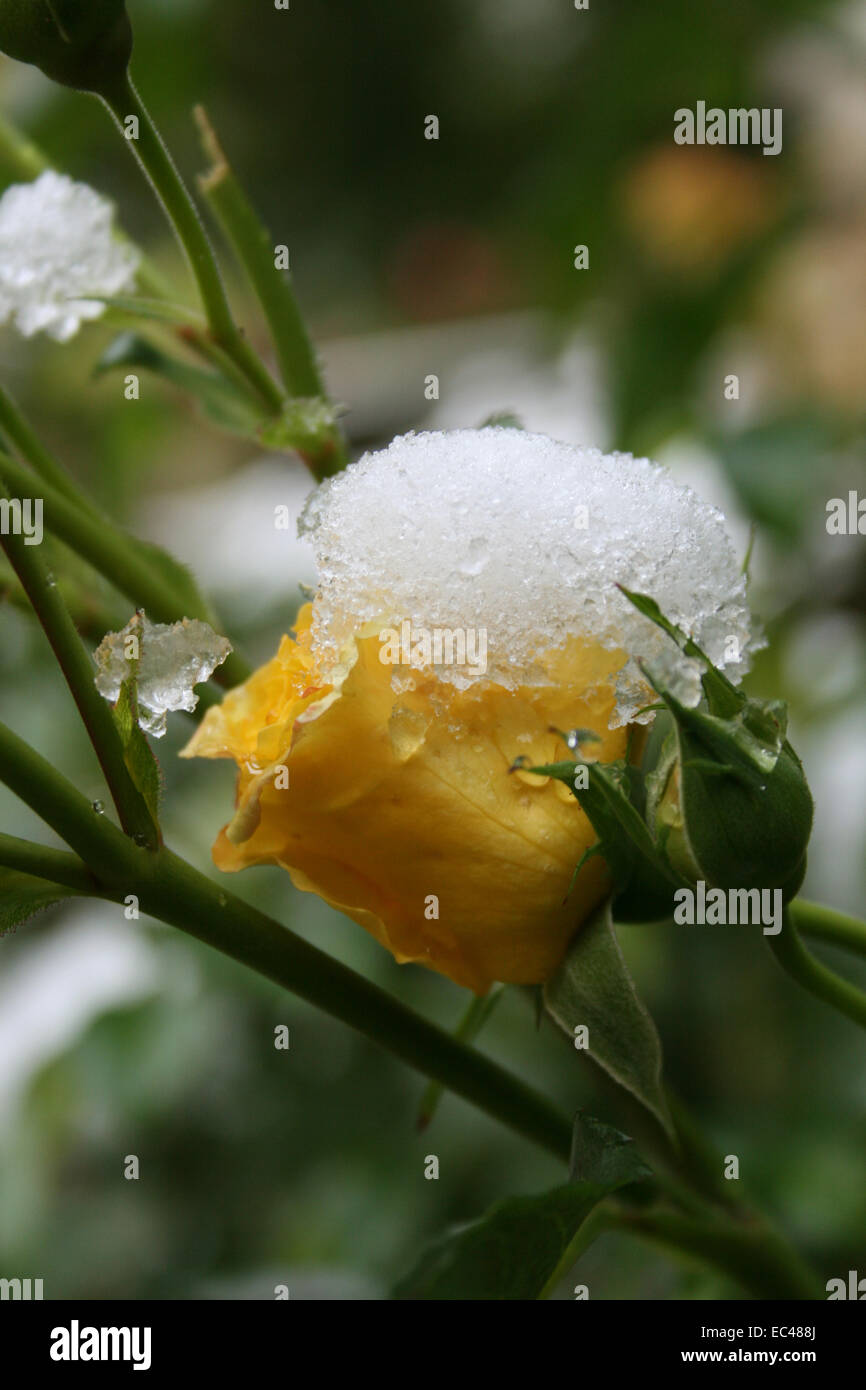 Early first snowfall hi-res stock photography and images - Alamy