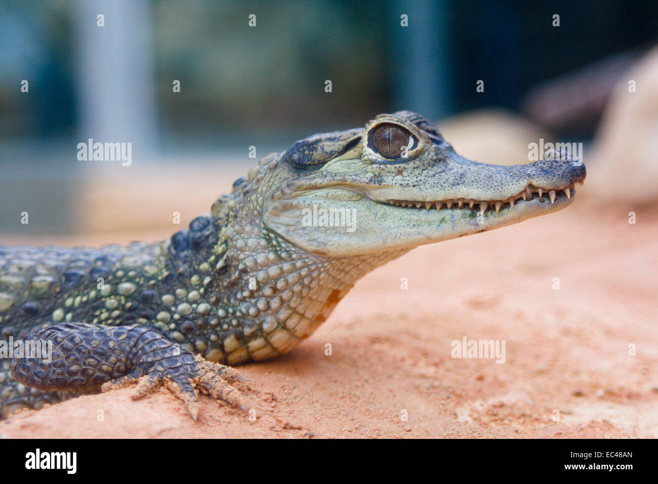 Little critter hi-res stock photography and images - Alamy