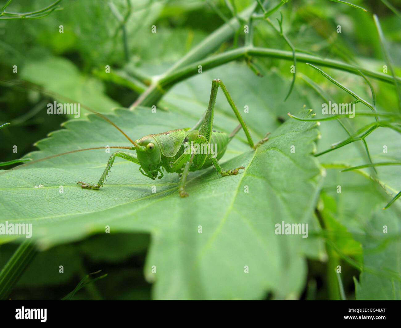 Grashopper hi-res stock photography and images - Alamy