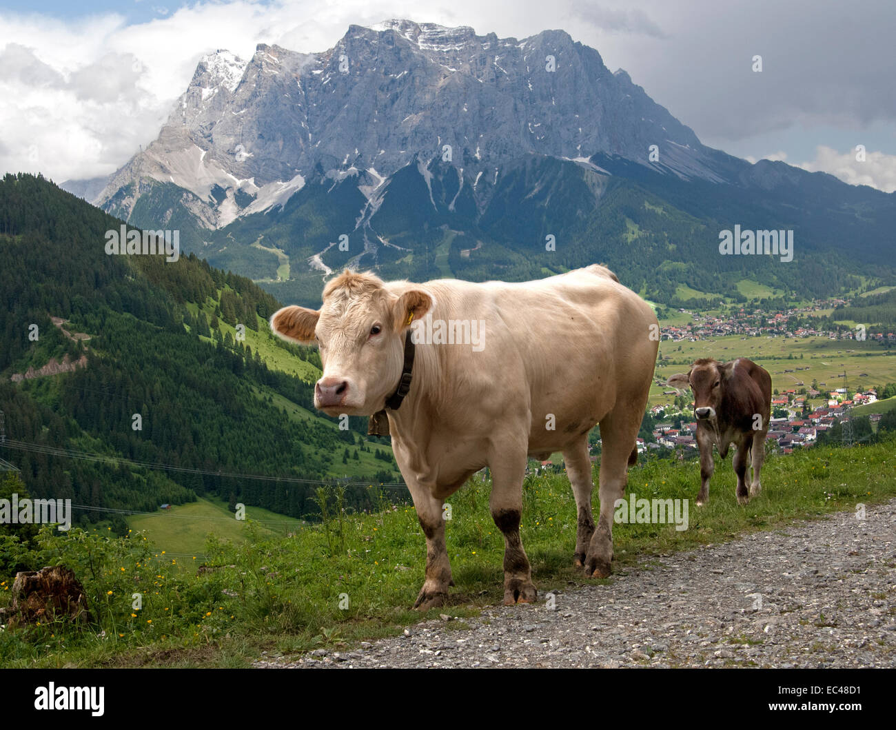 Cow with calf, Tyrol, Austria Stock Photo - Alamy