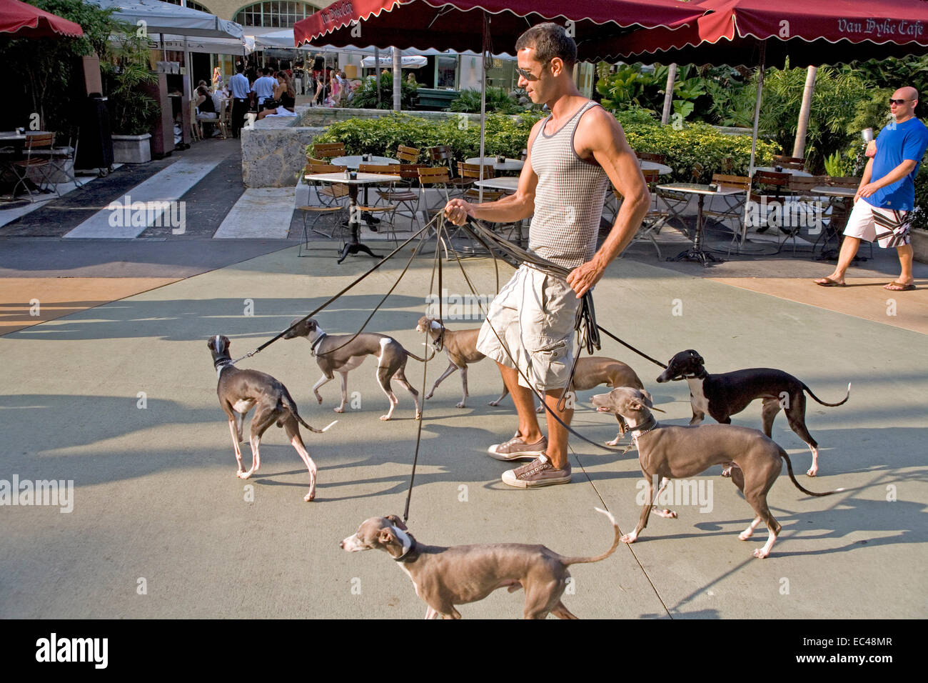 Man walking 7 Italian Greyhounds, Lincoln Road, South Beach, Miami ...