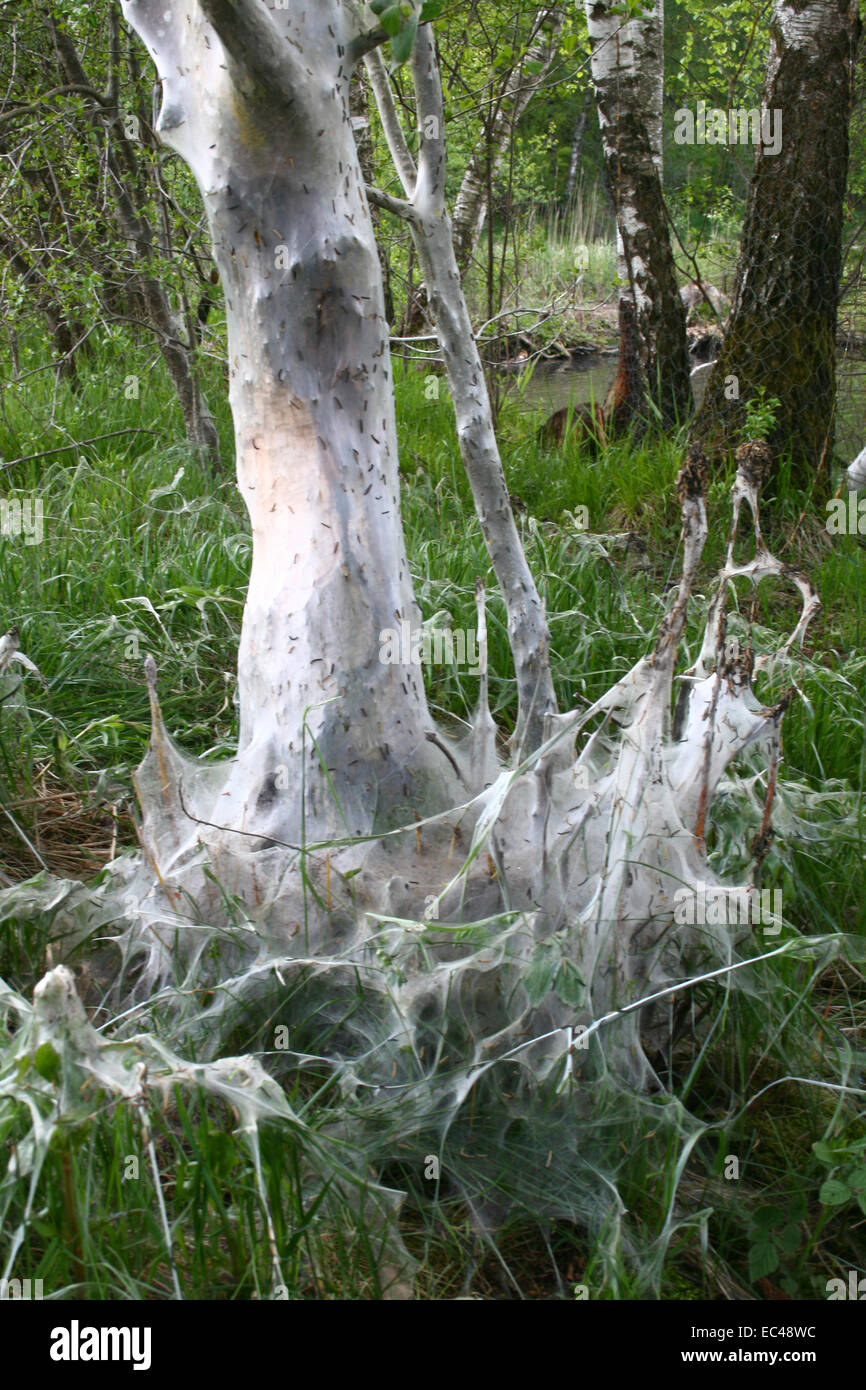 Web moths hi-res stock photography and images - Alamy