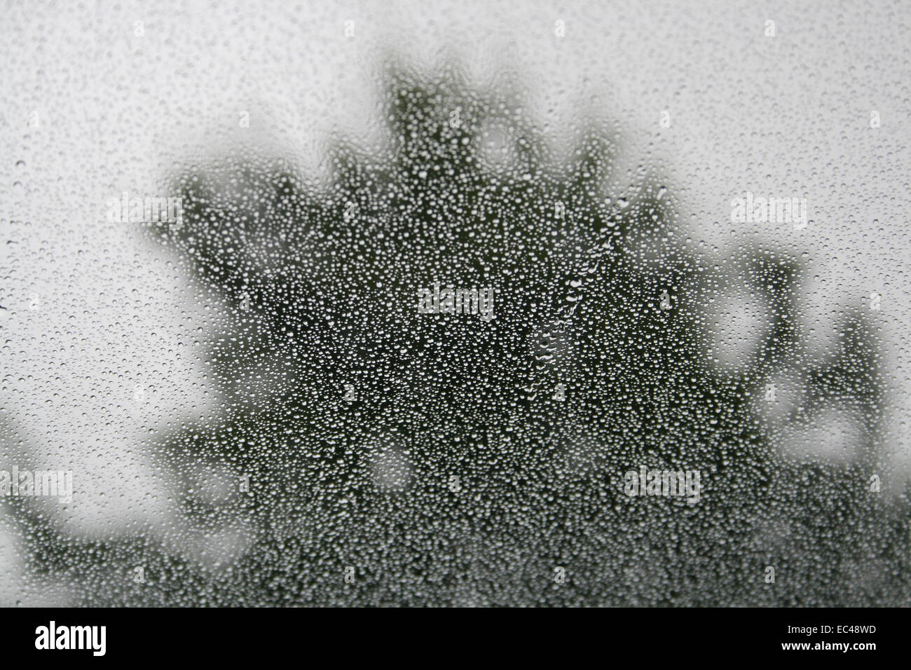 Silhouet of a tree Stock Photo - Alamy