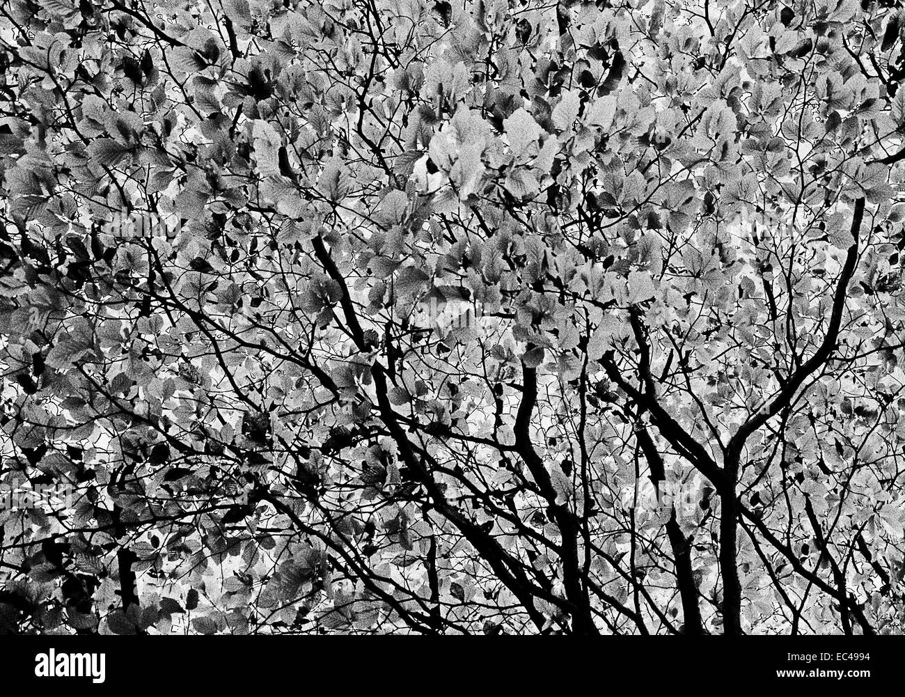 Form tree crown Black and White Stock Photos & Images - Alamy