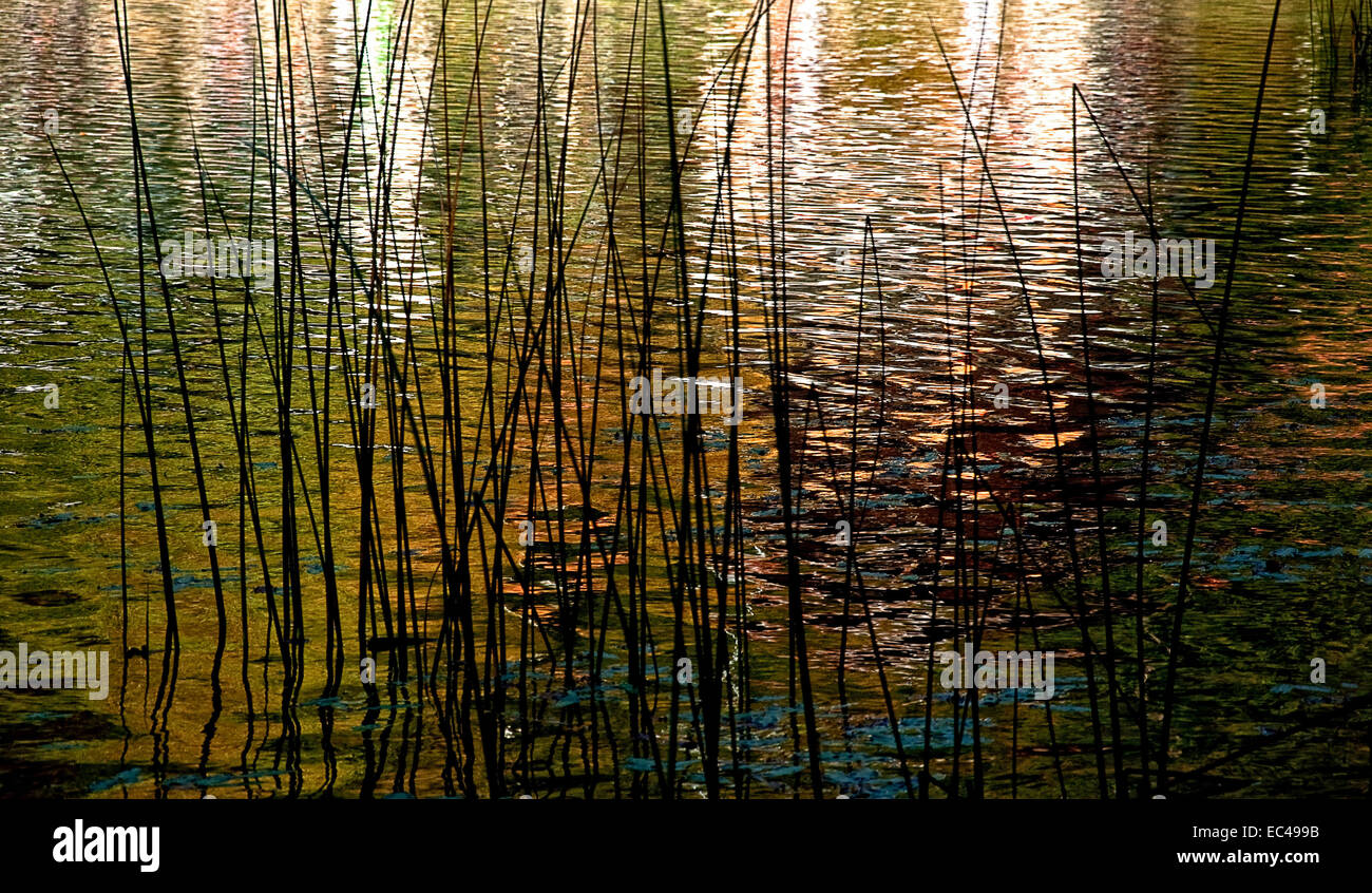 Hanging plant with water flow hi-res stock photography and images - Alamy