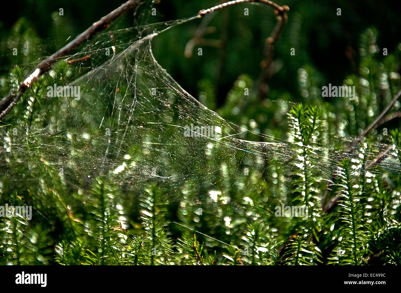 Lung moss hi-res stock photography and images - Alamy
