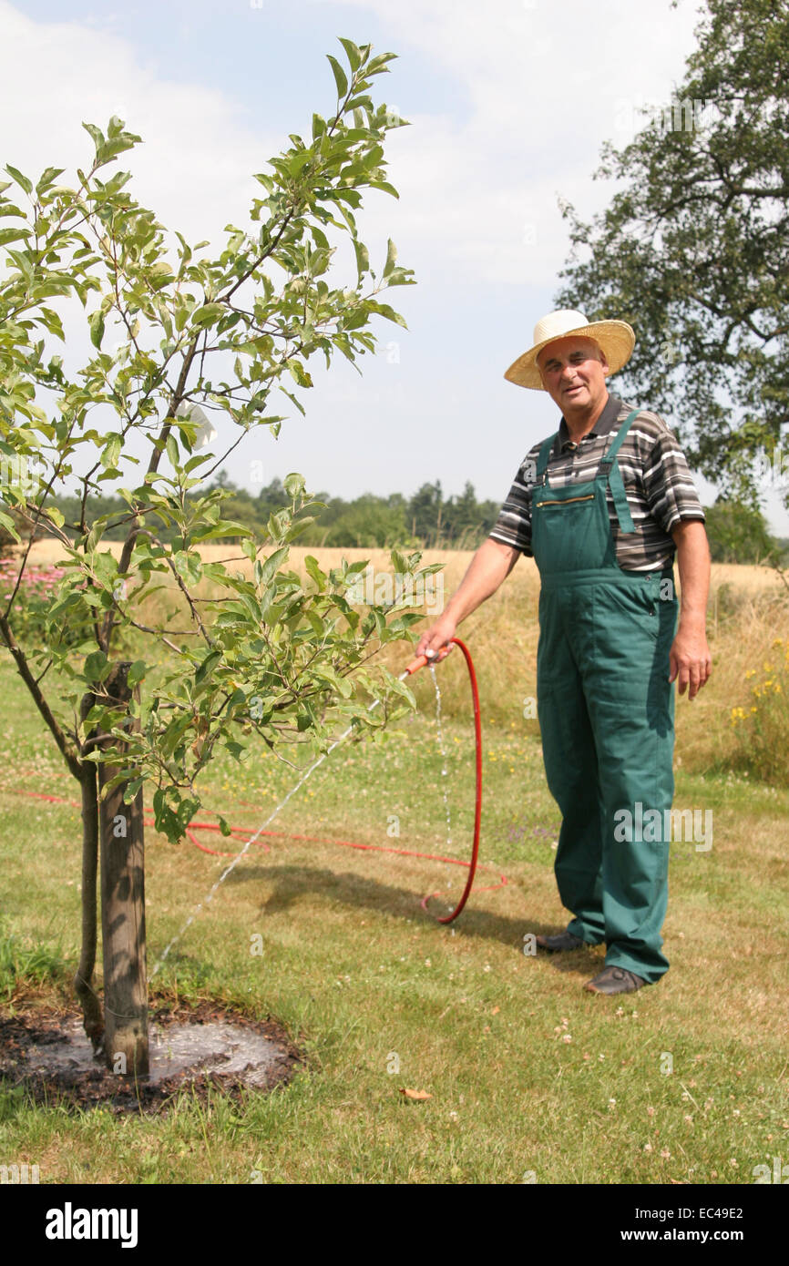 Man casting a fruit tree Stock Photo - Alamy