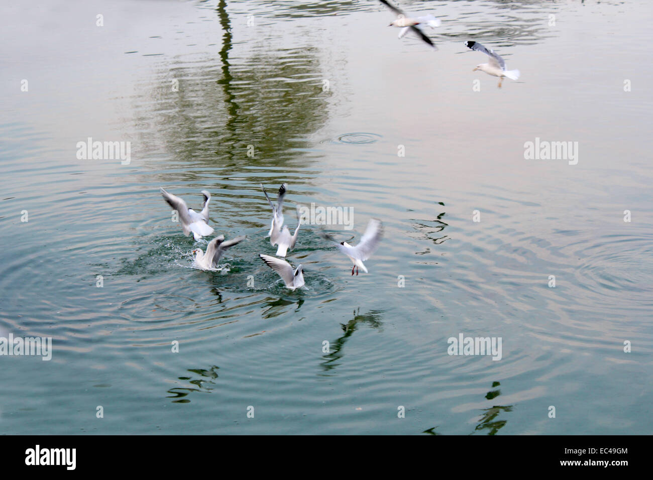 Dancing gulls hi-res stock photography and images - Alamy