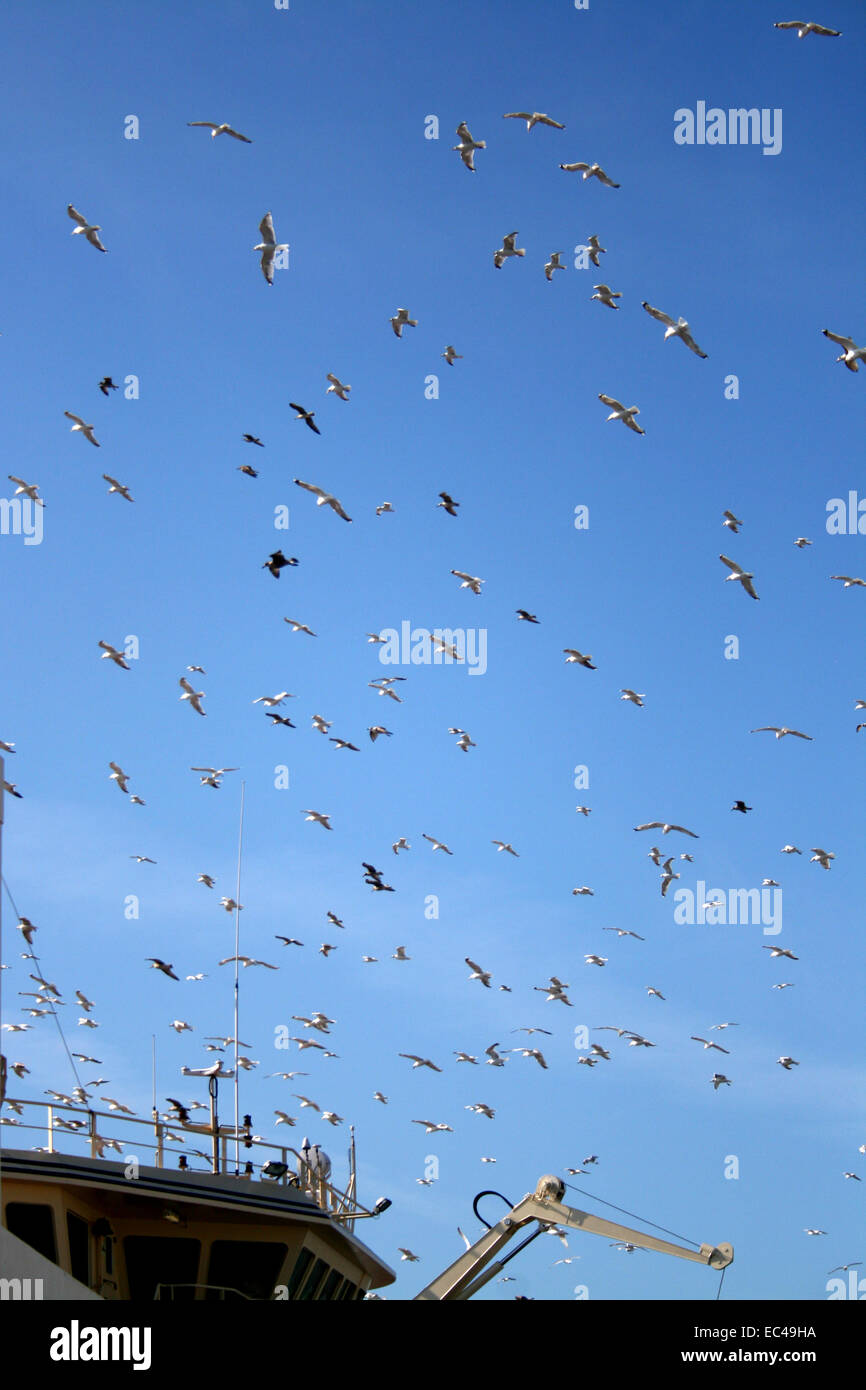 Birds watching a ship Stock Photo - Alamy
