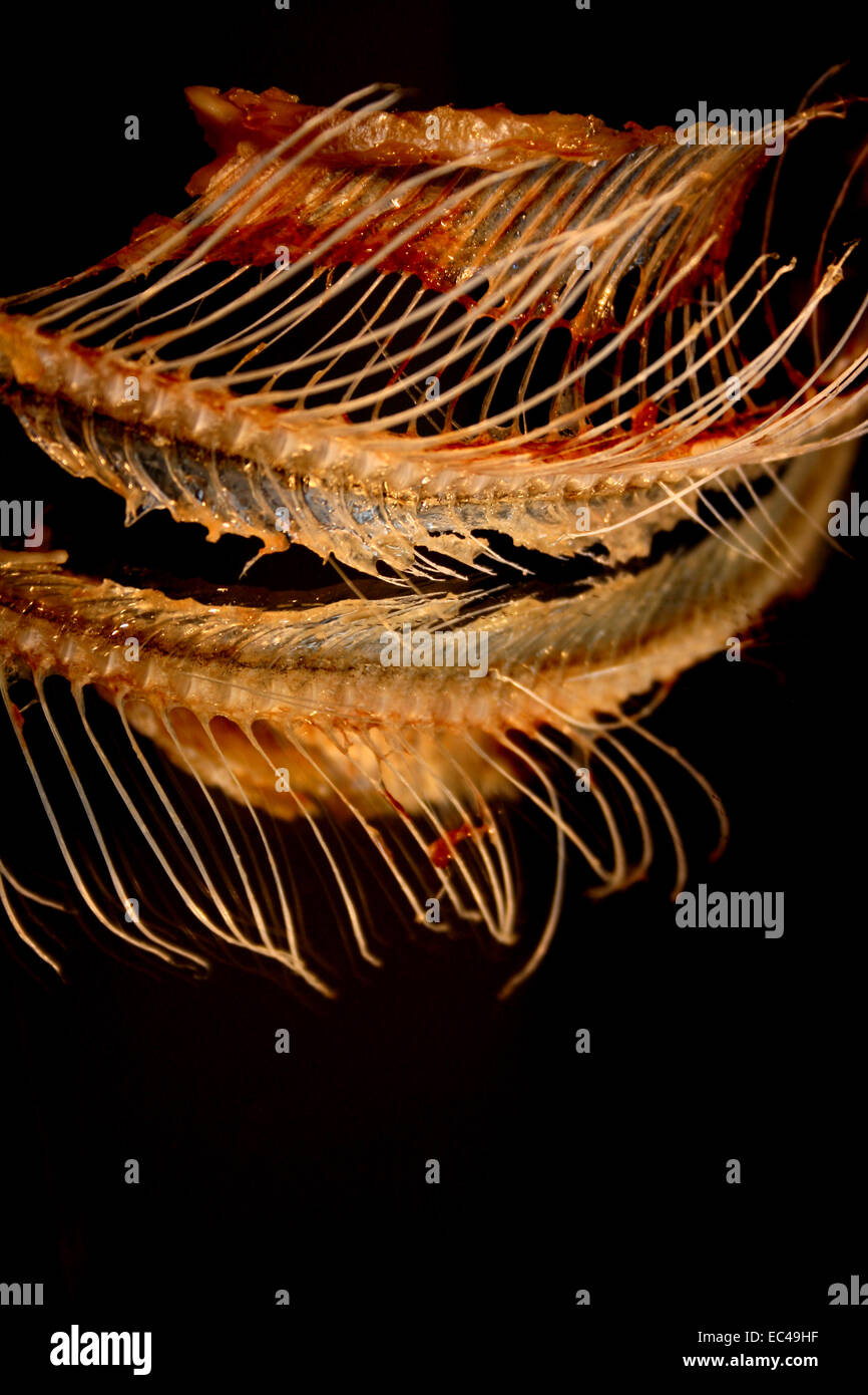 Fish bones hi-res stock photography and images - Alamy