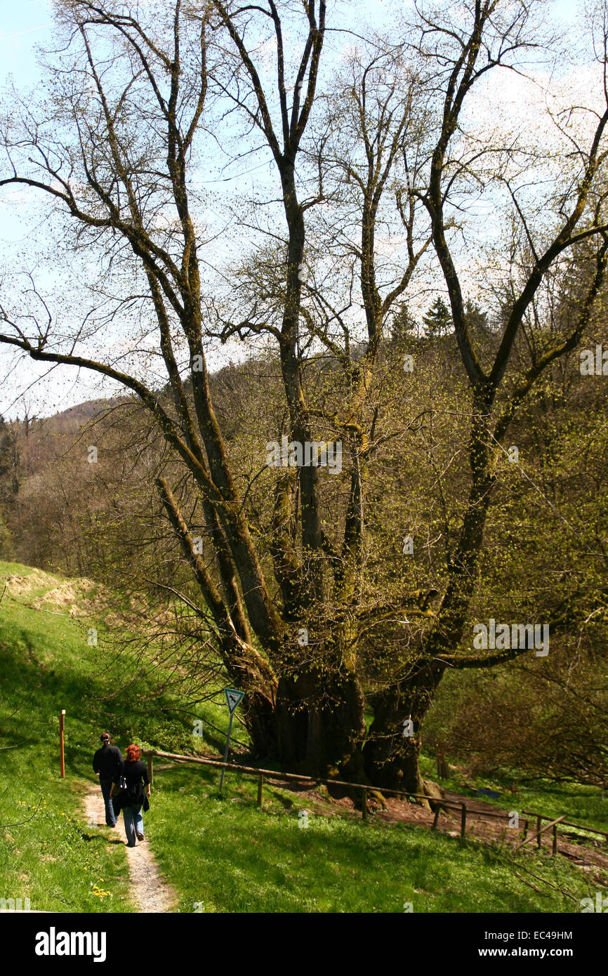 Old tree in Bavaria Stock Photo - Alamy
