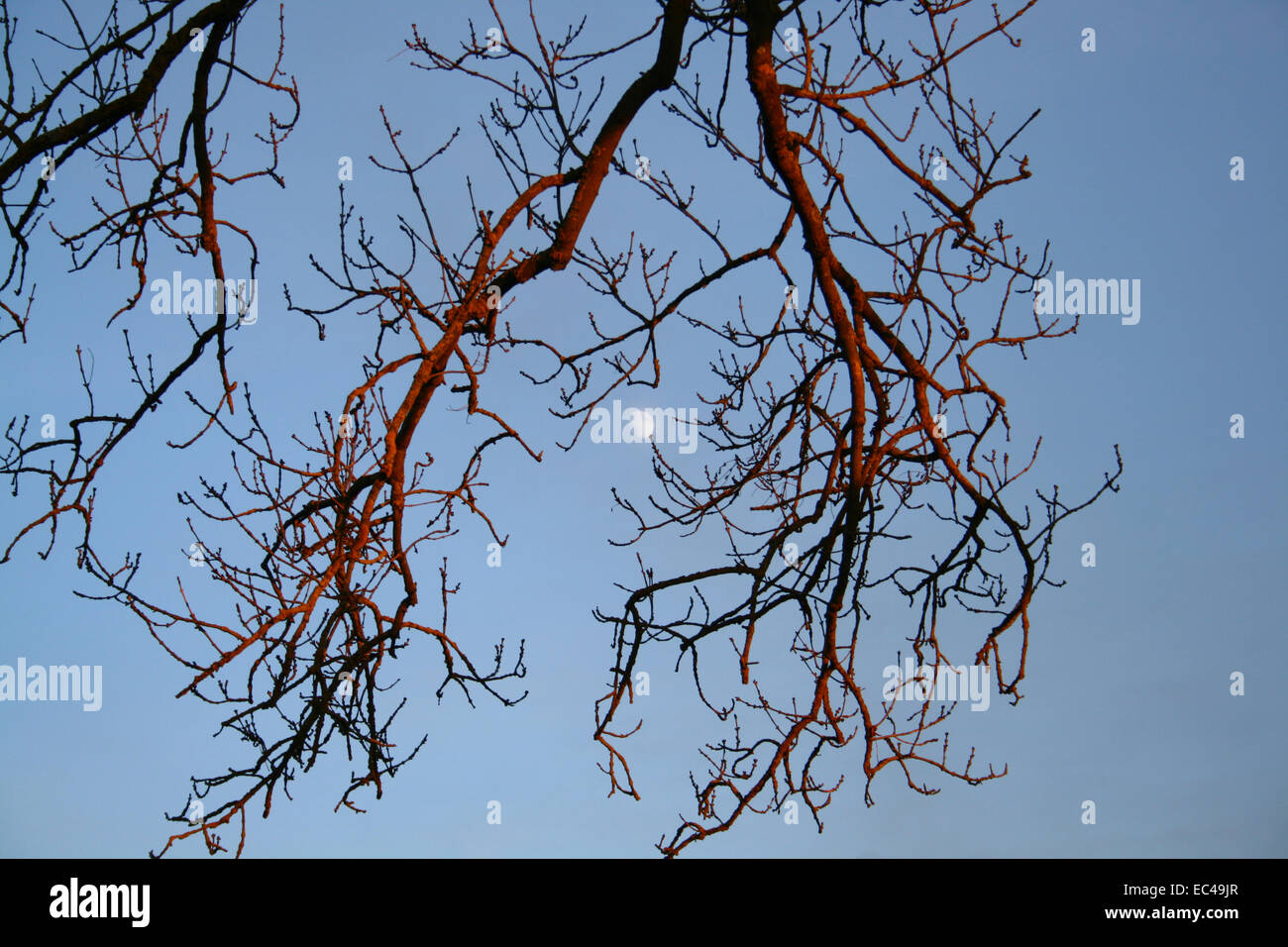 Red moon tree hi-res stock photography and images - Alamy