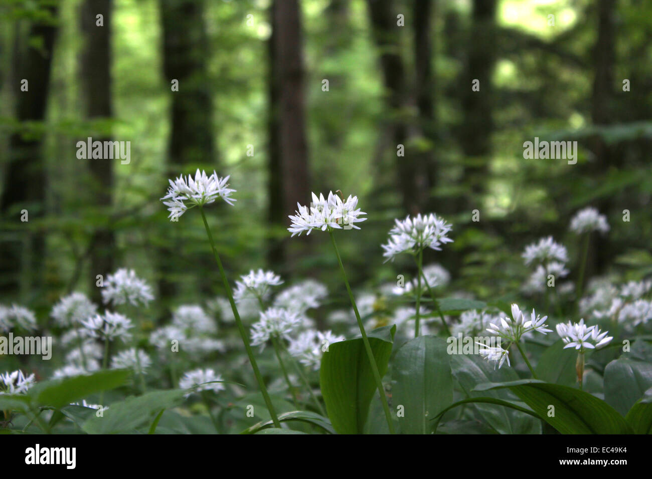 Wild garlic allium ursinum Stock Photo - Alamy