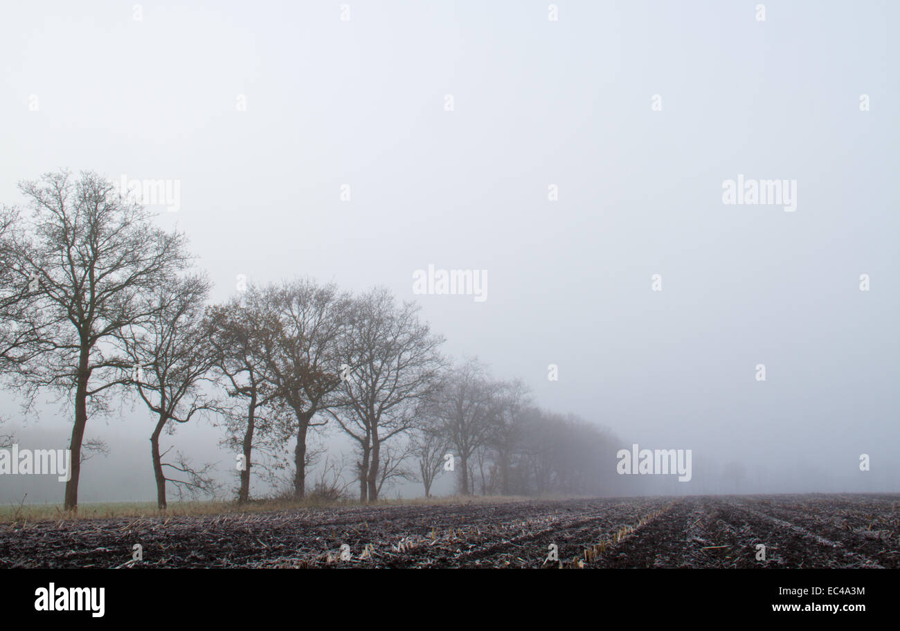Row of oaks along an empty maize field on a misty day Stock Photo - Alamy