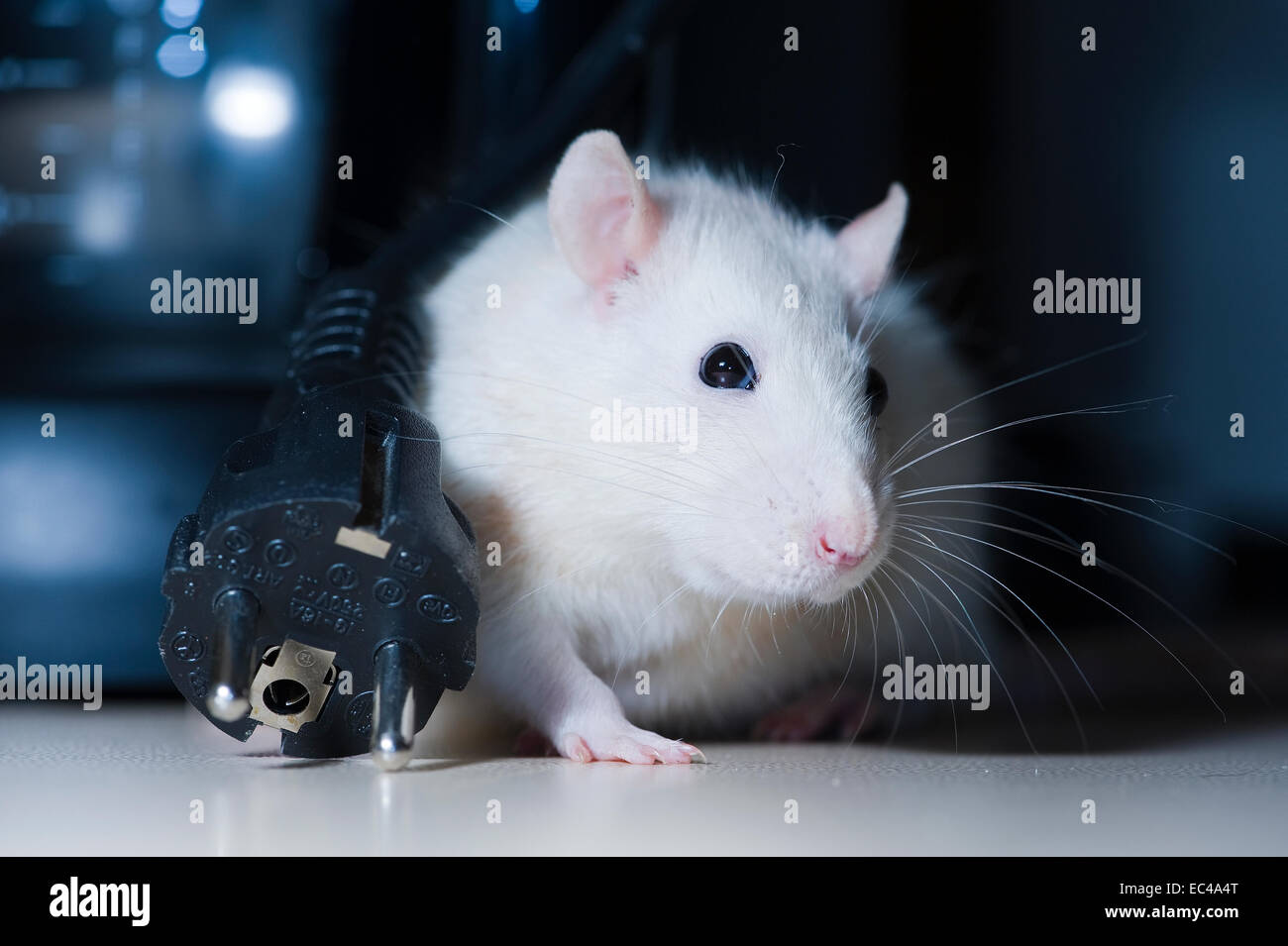 White Rat and Plug Stock Photo - Alamy