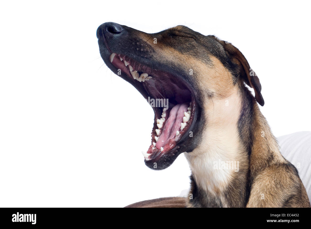 Dogs are gaping hi-res stock photography and images - Alamy