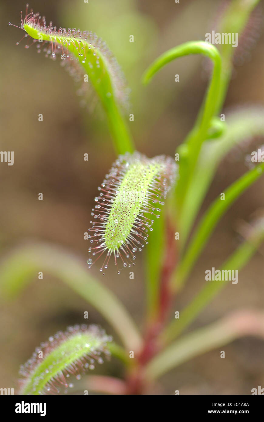Cape sundew flower hi-res stock photography and images - Alamy