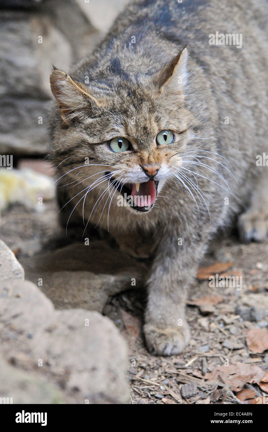 European Wildcat, Felis silvestris Stock Photo - Alamy