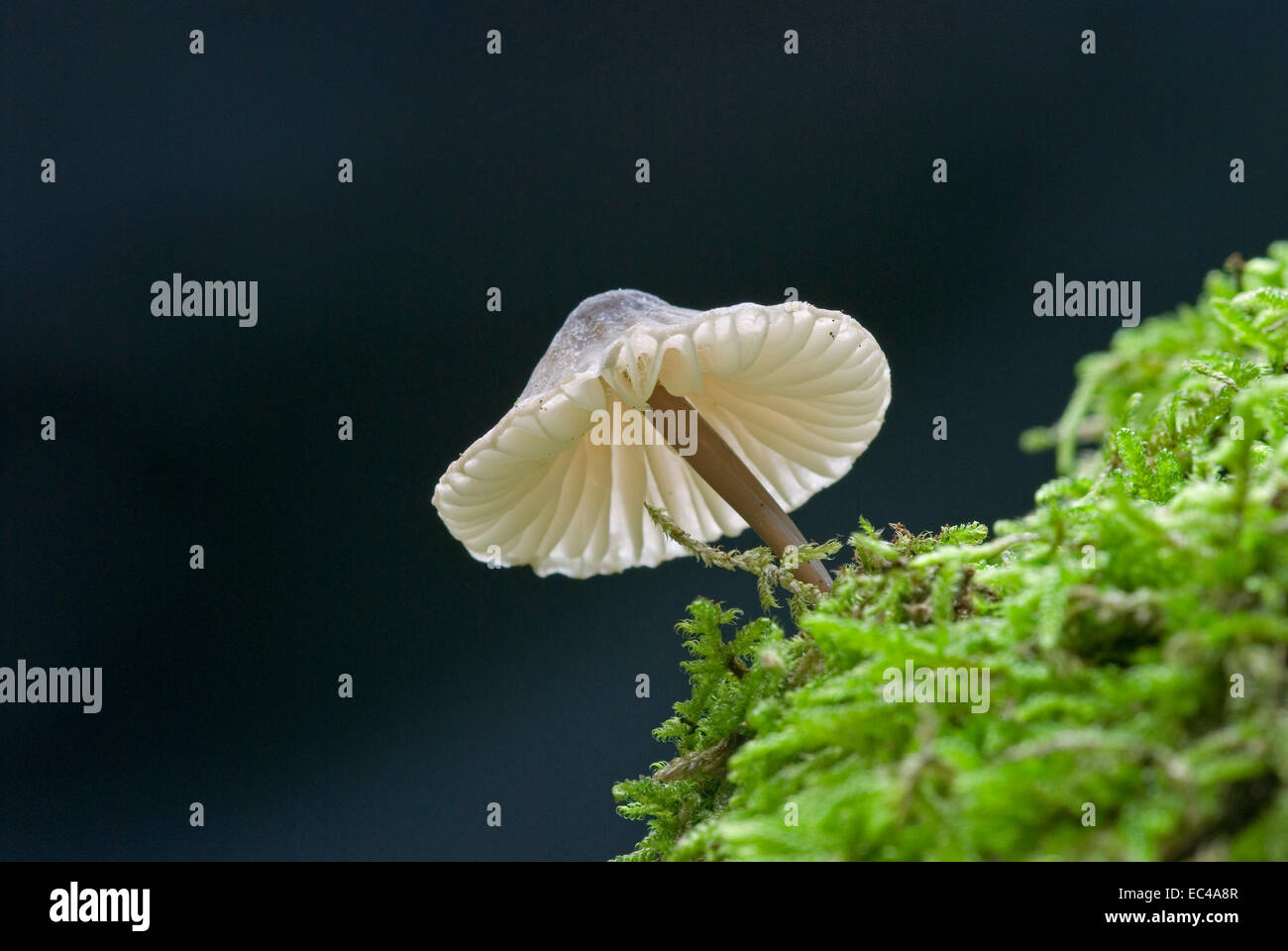 Angels bonnet hi-res stock photography and images - Alamy