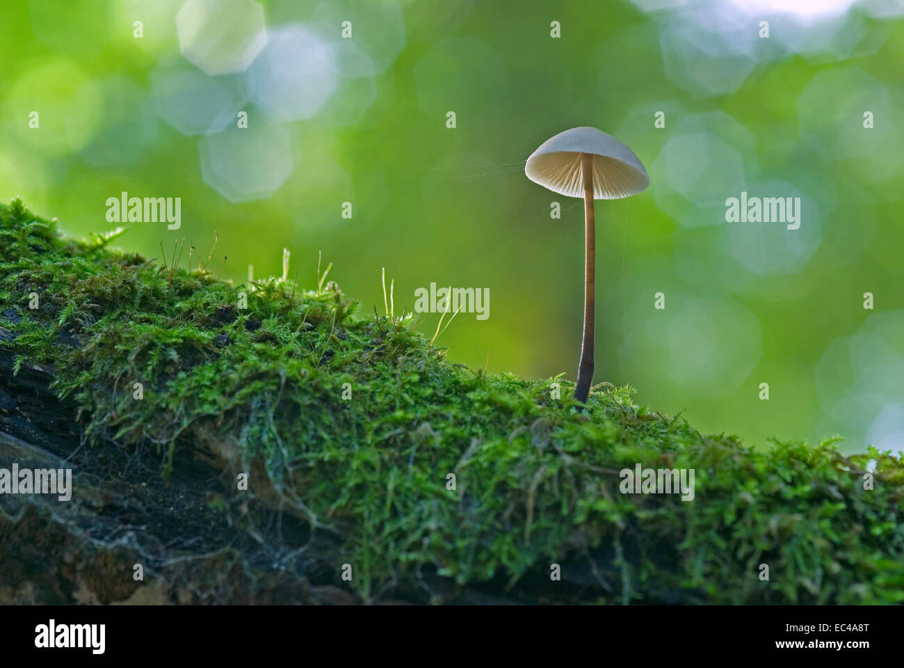 Angels bonnet fungi hi-res stock photography and images - Alamy