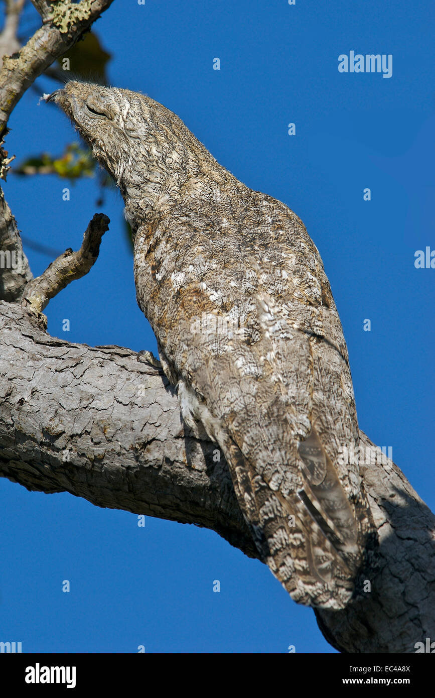 Nyctibius grandis hi-res stock photography and images - Alamy