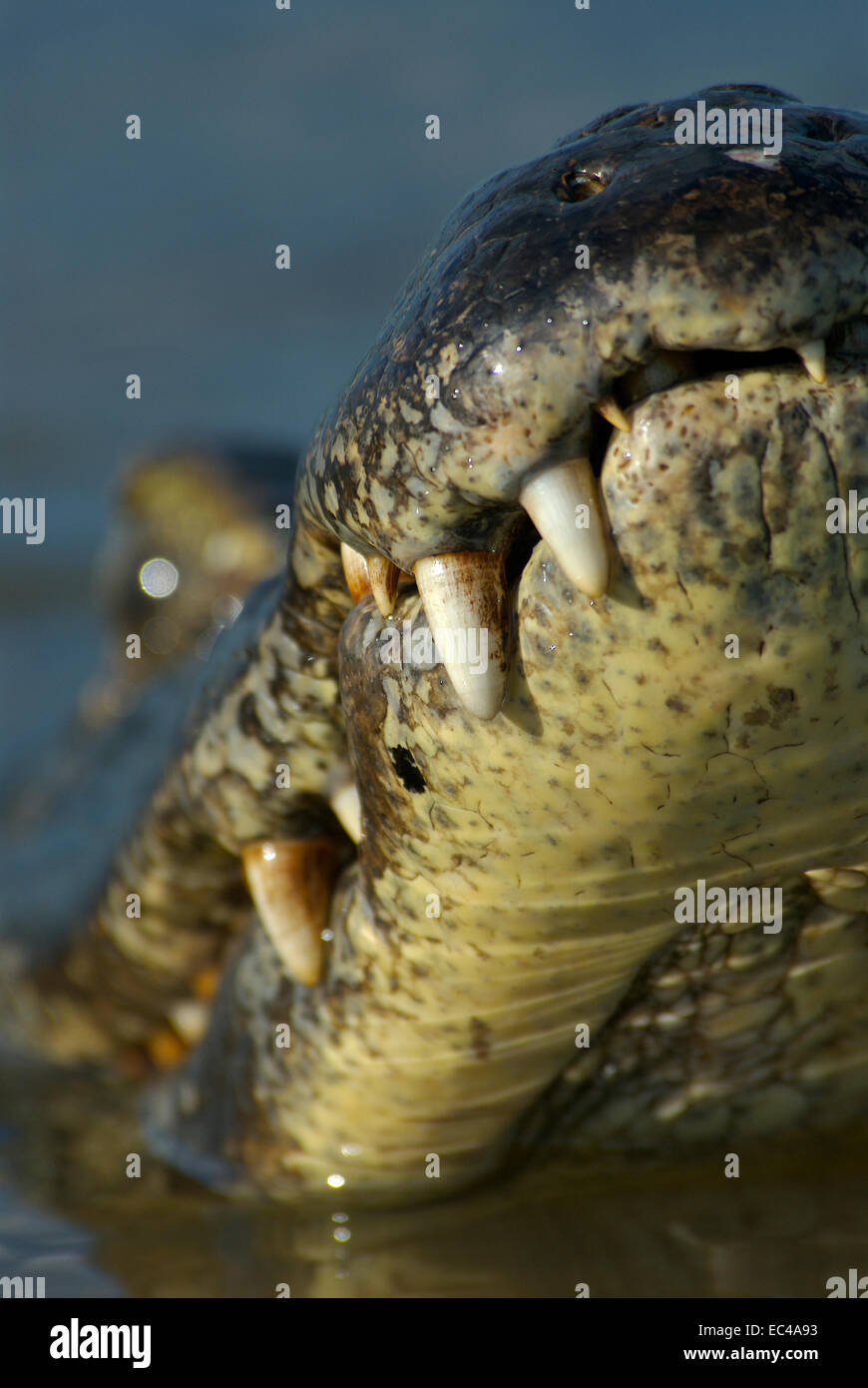 Teeth of Caiman yacare, Pantanal, Brazil Stock Photo - Alamy