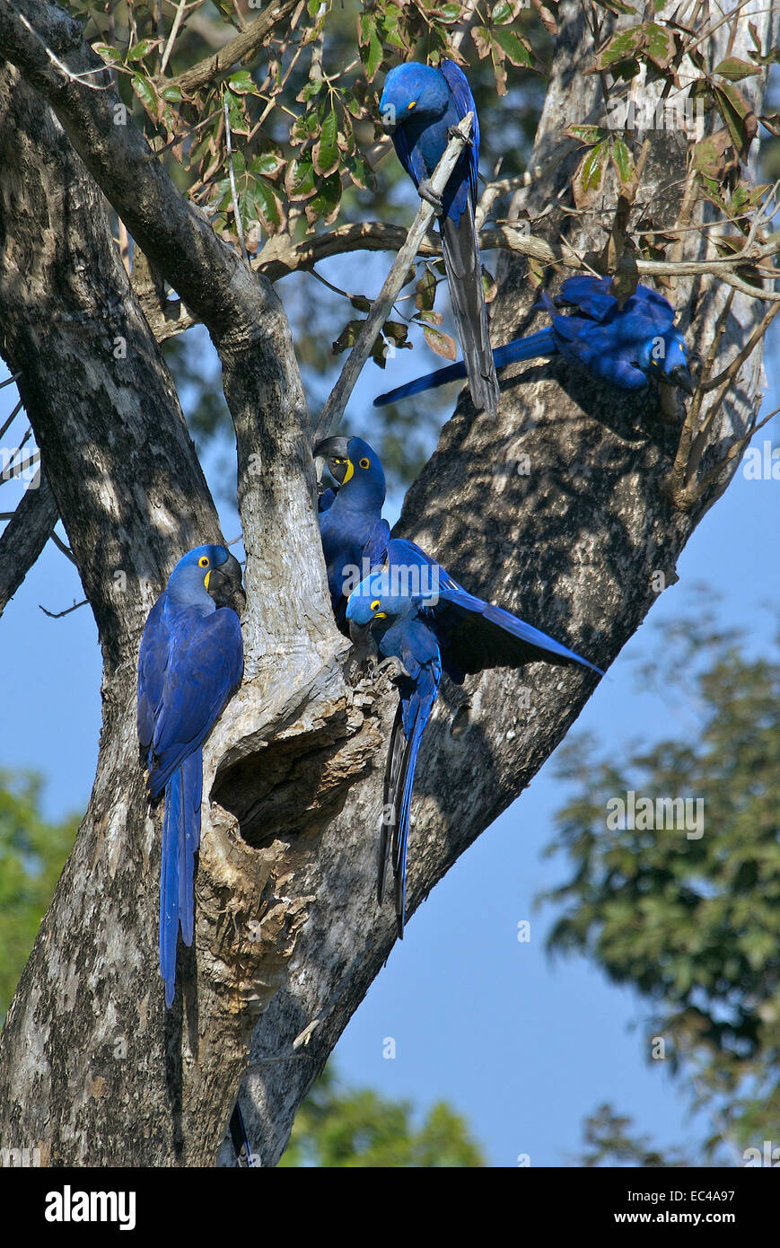 Blue Ara, macaw, Anodorhynchus hyacinthinus, Pantanal, Brazil Stock ...