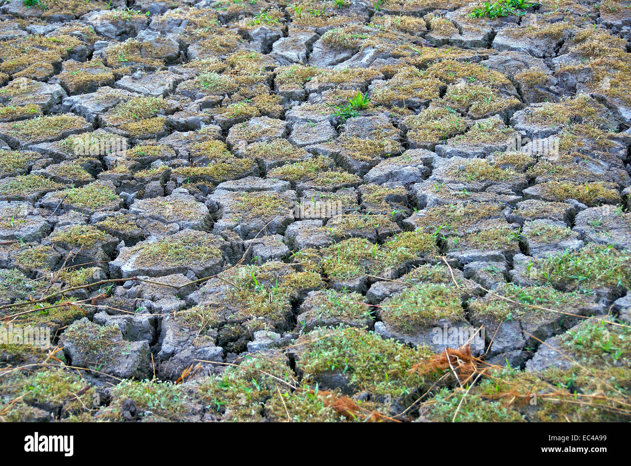 Desiccated plants hi-res stock photography and images - Alamy
