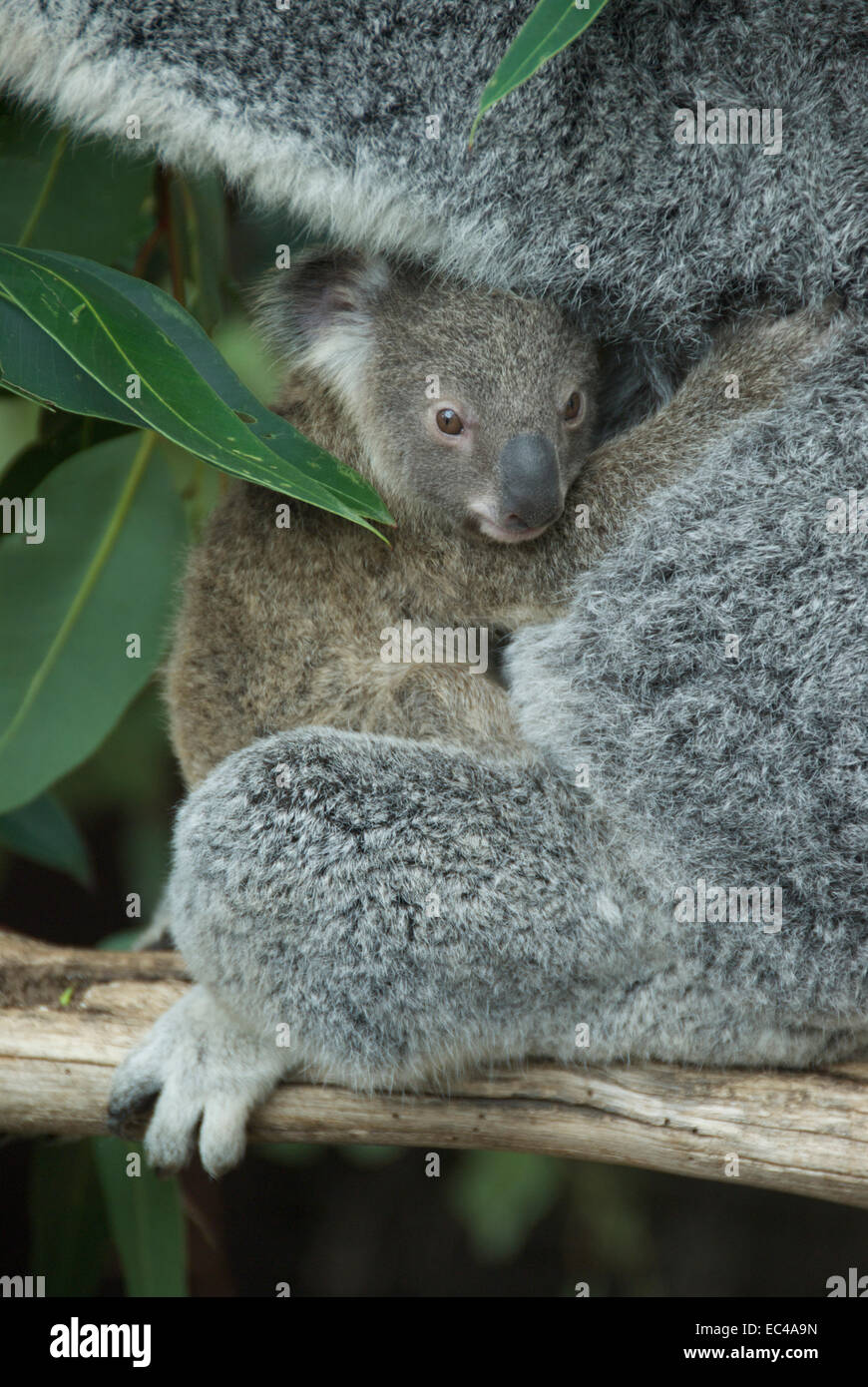 Koala Bear, Phascolarctos cinereus, joey hanging on its mother, Australia Stock Photo - Alamy