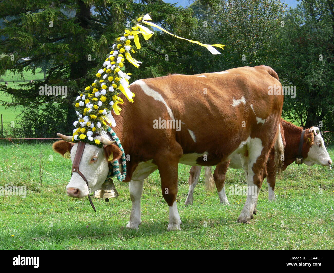 Tradtionally Decorated Cow, Bavaria, Germany Stock Photo - Alamy