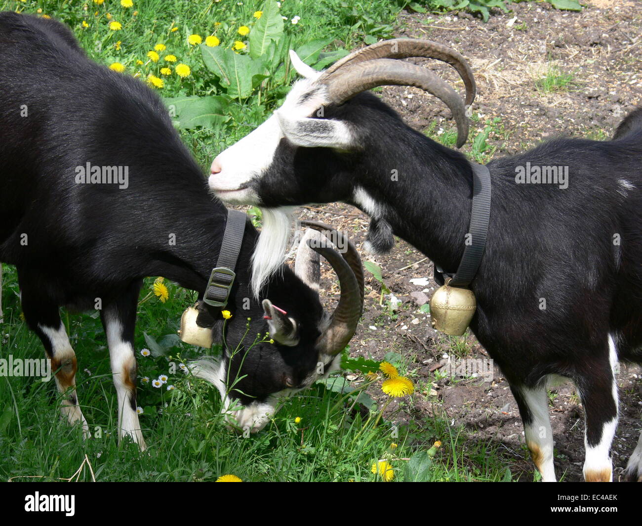 Horned goats hi-res stock photography and images - Alamy