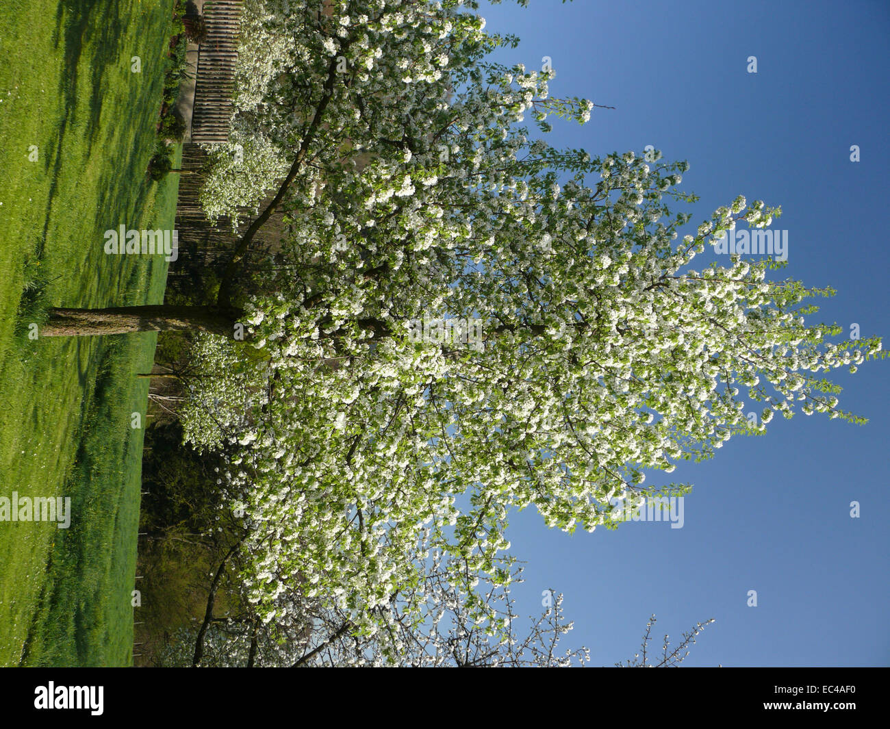 Blooming Apple Trees Stock Photo - Alamy