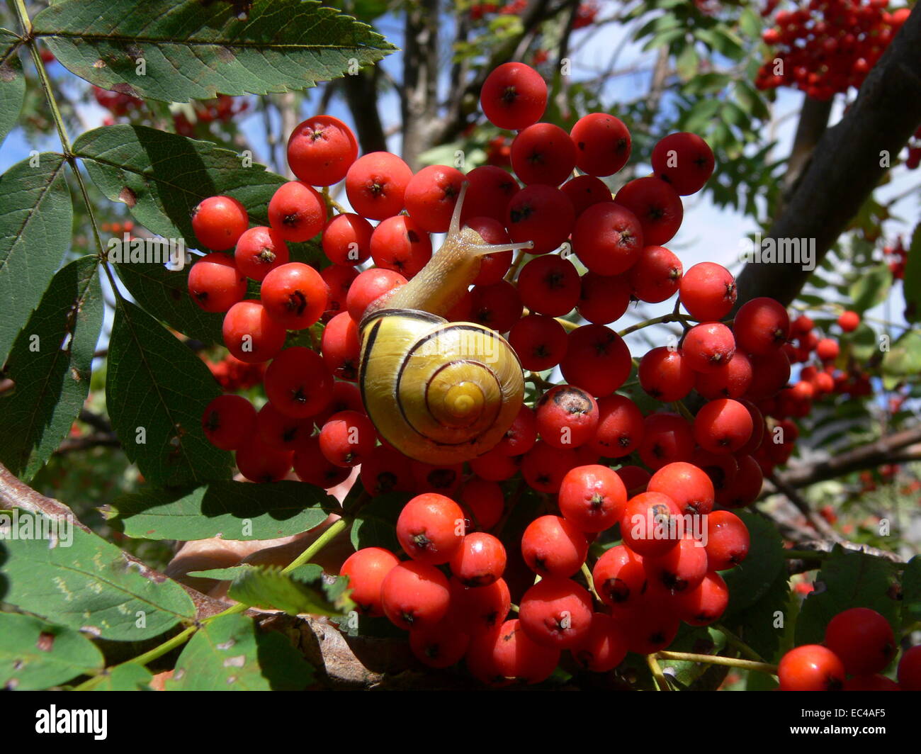 Snail upon Rowan Berries Stock Photo - Alamy