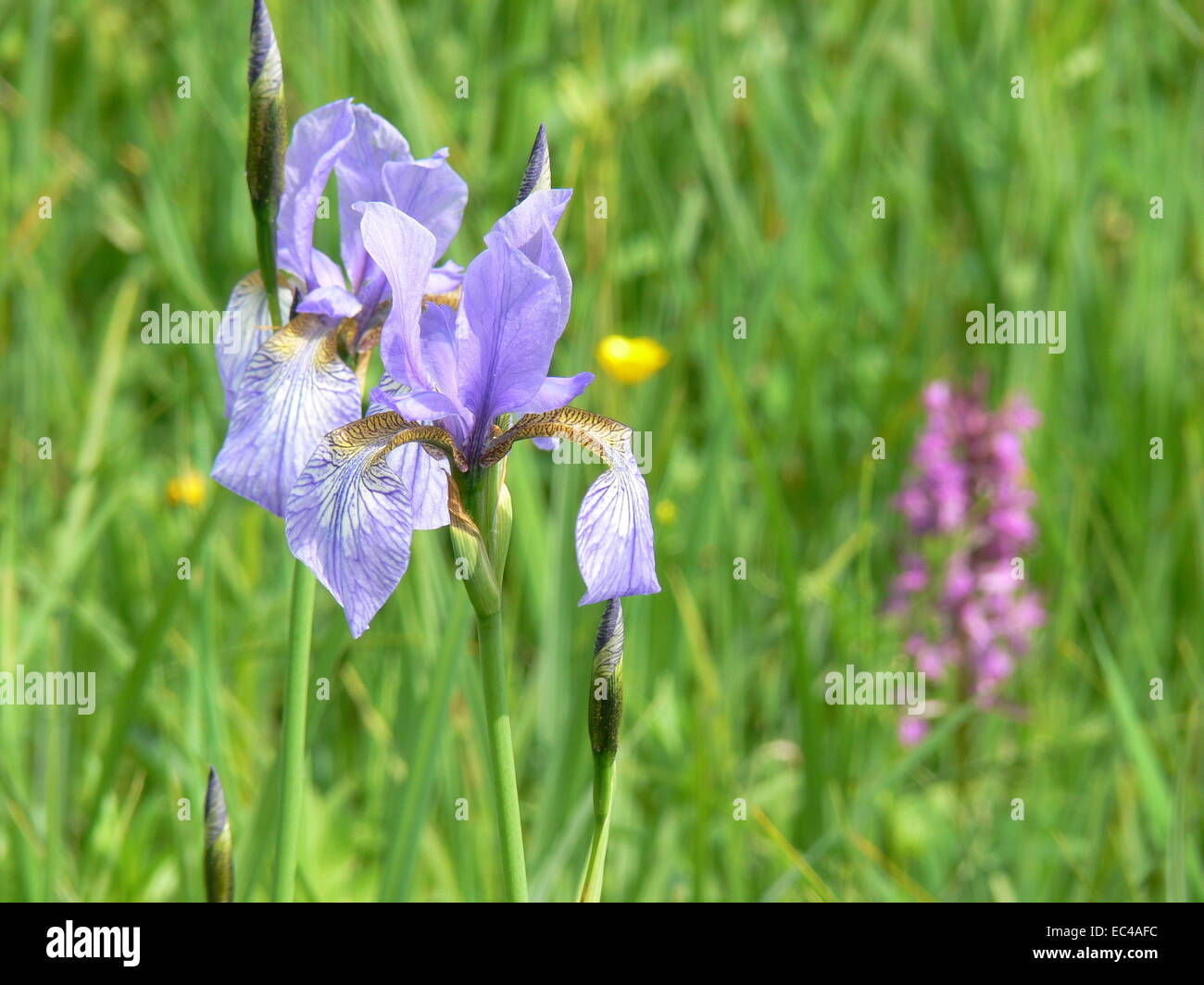 Iris, Iris versicolor Stock Photo - Alamy