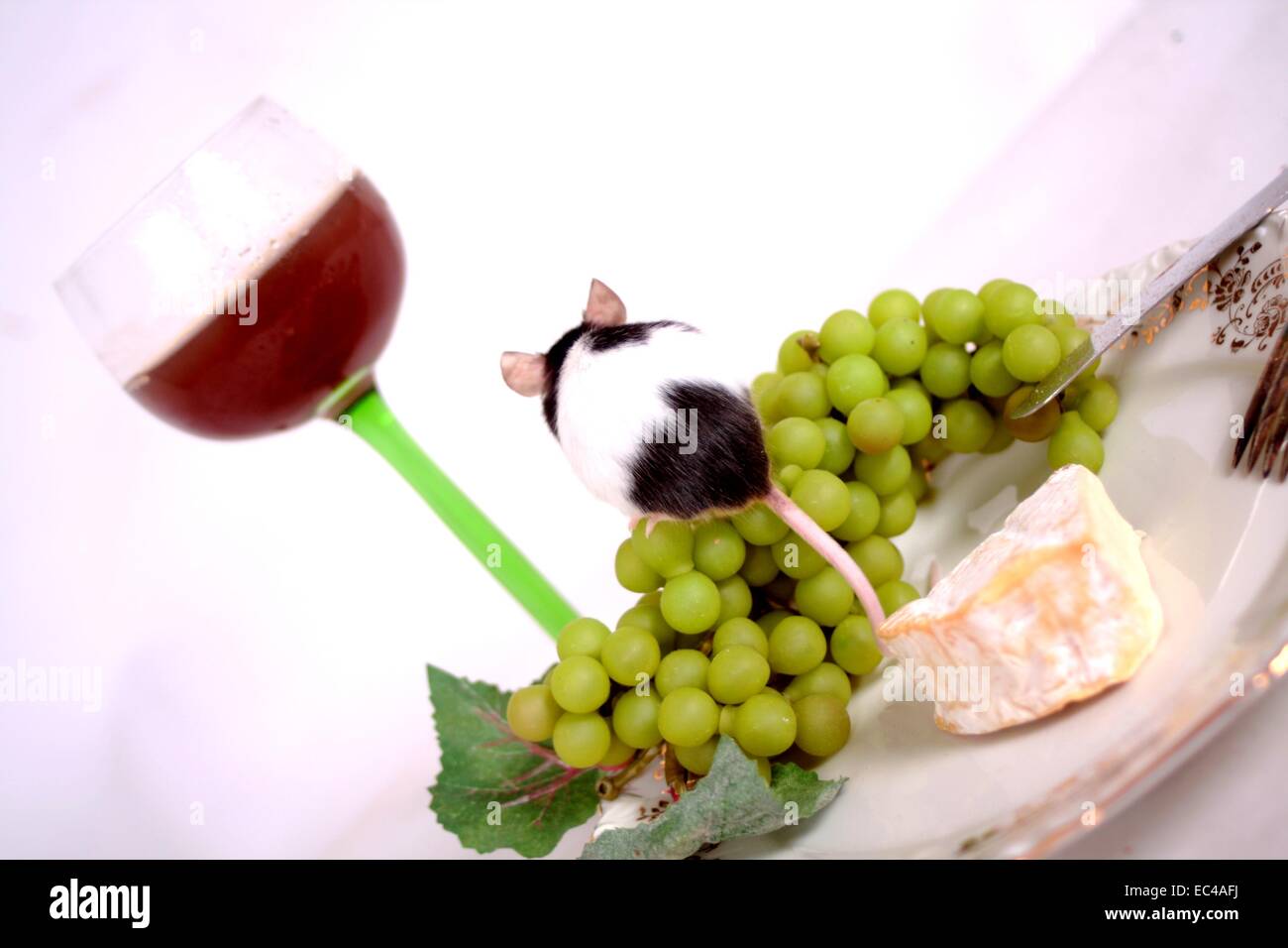 Mouse cheese plate hi-res stock photography and images - Alamy