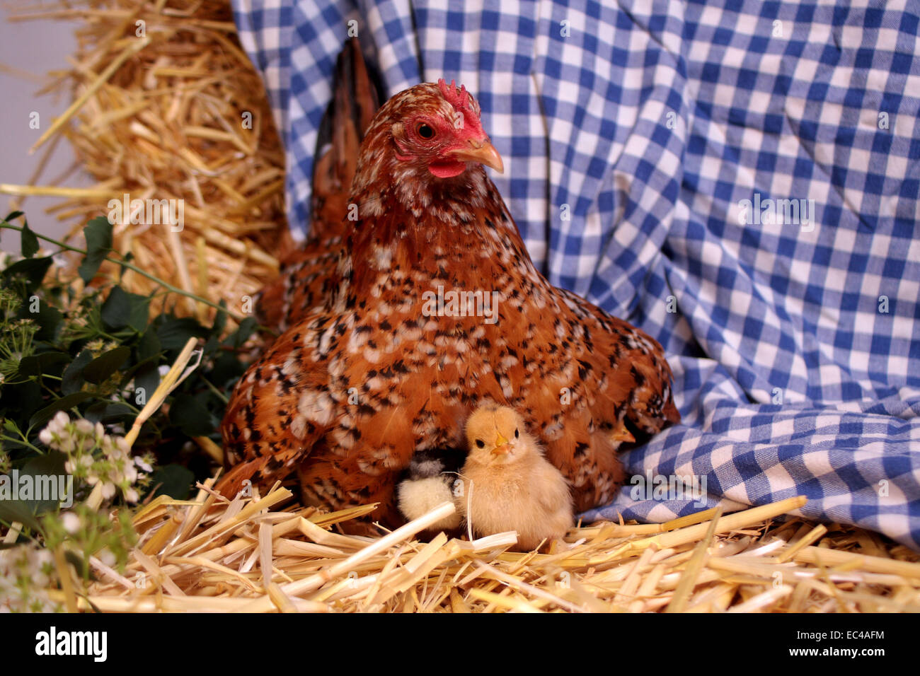 Hen with chicken hi-res stock photography and images - Alamy