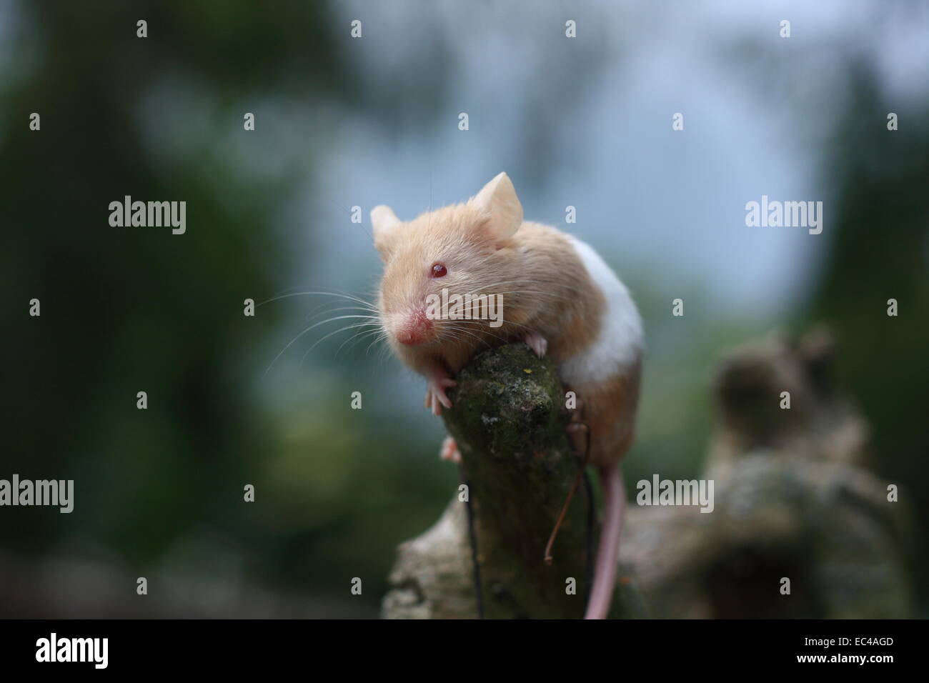 Tree Mouse High Resolution Stock Photography and Images - Alamy