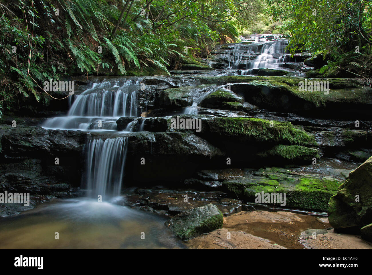 Waterfall in the temperate rainforest of the Blue Mountains National ...