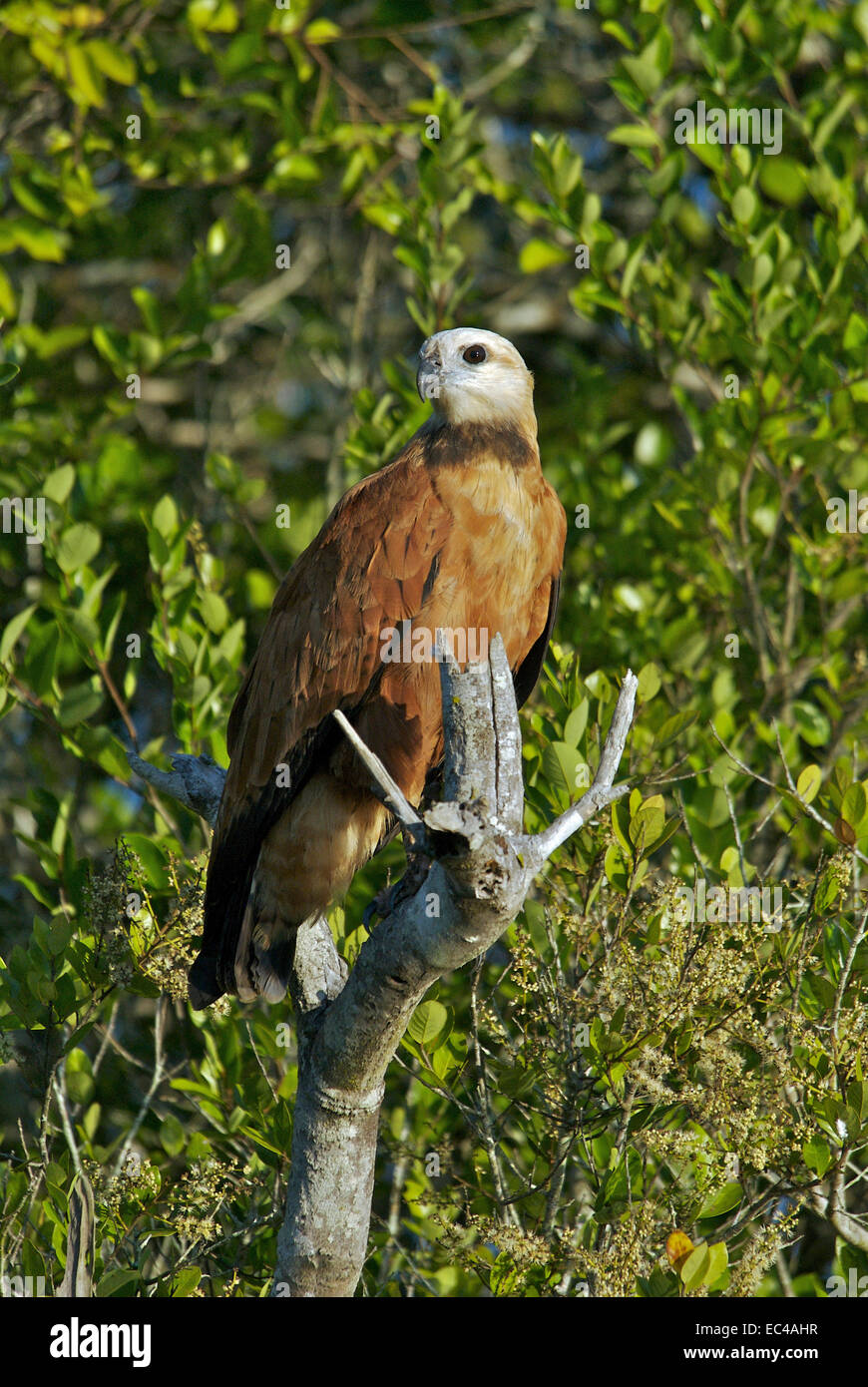 American buzzard hi-res stock photography and images - Alamy