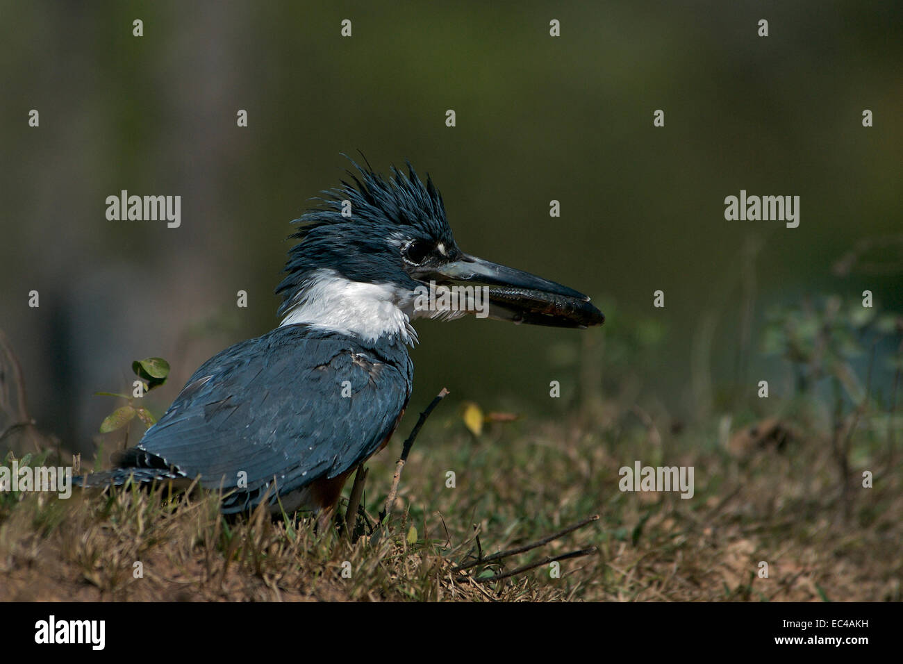 Greenfisher, Chloroceryle amazona with fish, Pantanal, Brazil Stock ...
