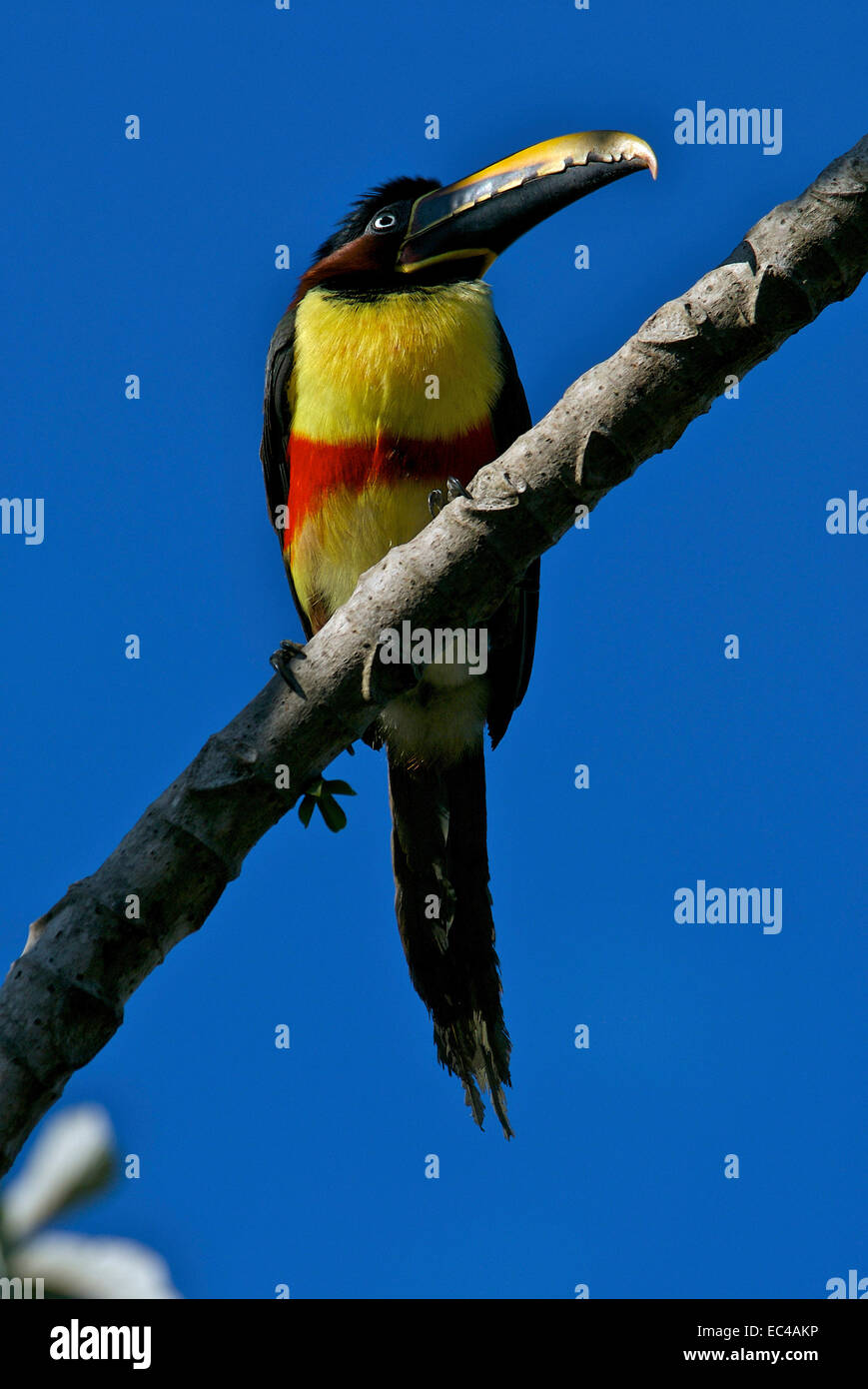 Small toucan, Pteroglossus castanotis, Pantanal, Brazil Stock Photo - Alamy