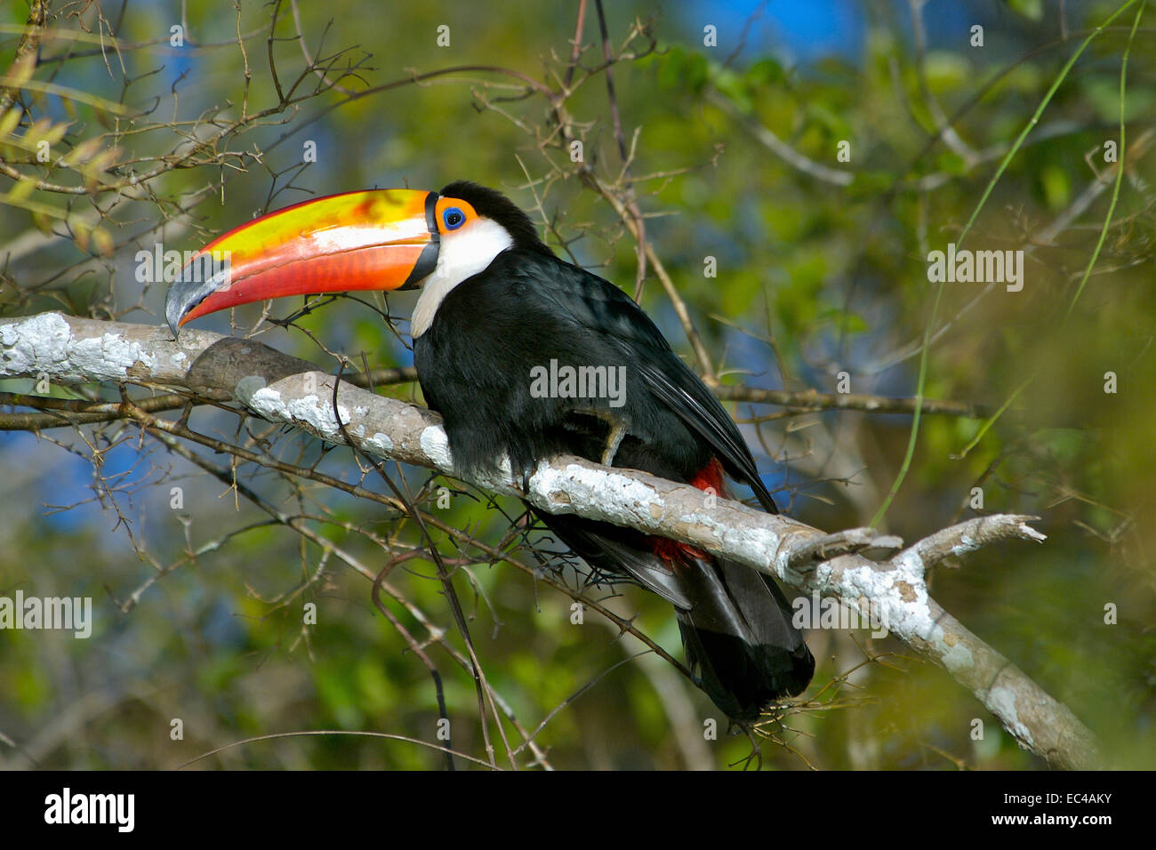 Toco Toucan, Ramphastos toco, Pantanal, Brazil Stock Photo - Alamy