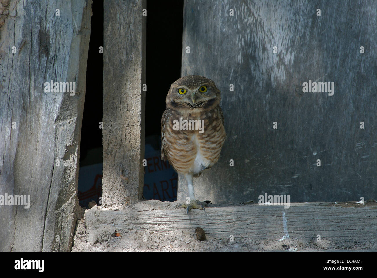 Rabbit owl hi-res stock photography and images - Alamy