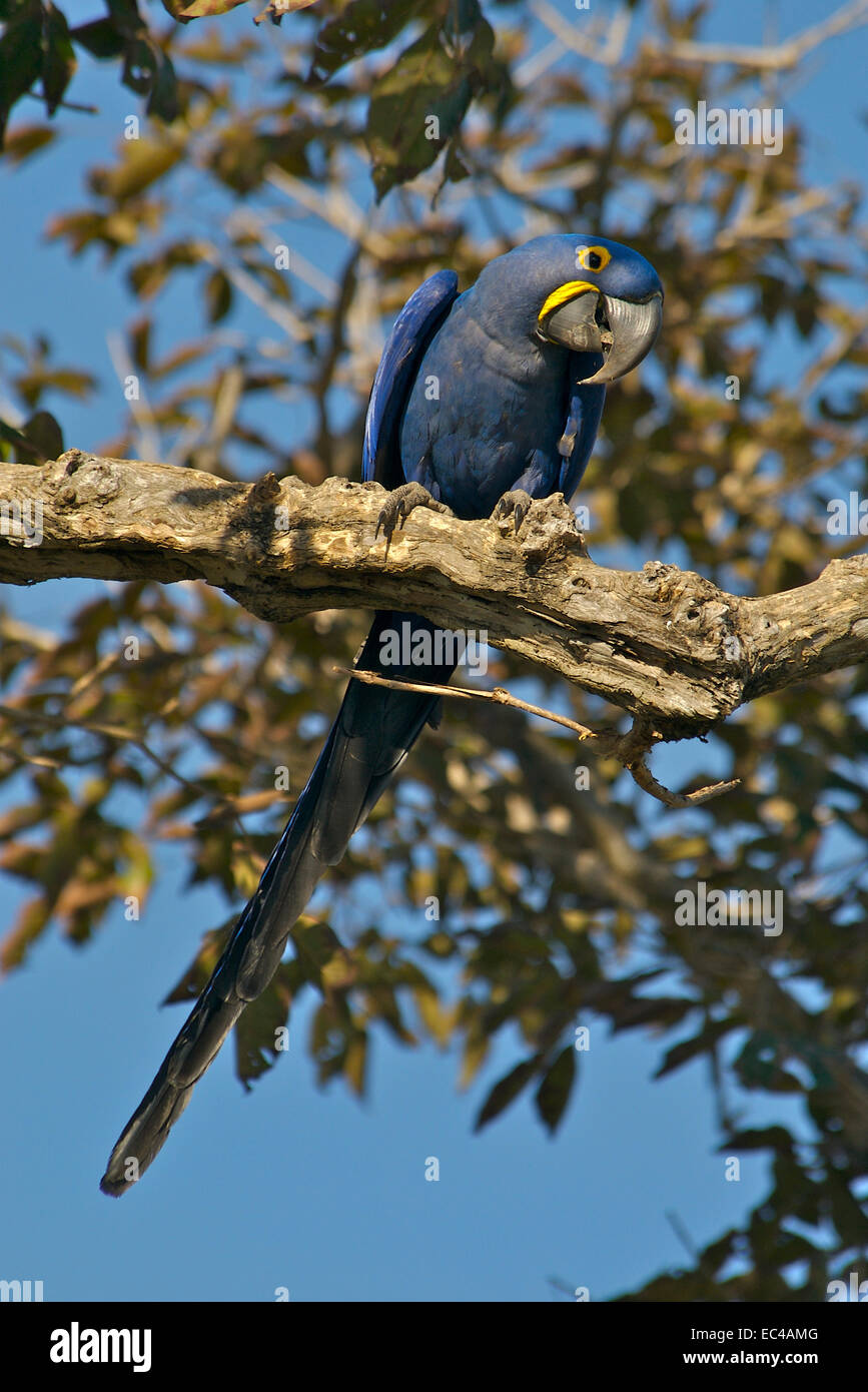 Blue Ara, Macaw, Anodorhynchus hyacinthinus, Pantanal, Brazil Stock ...