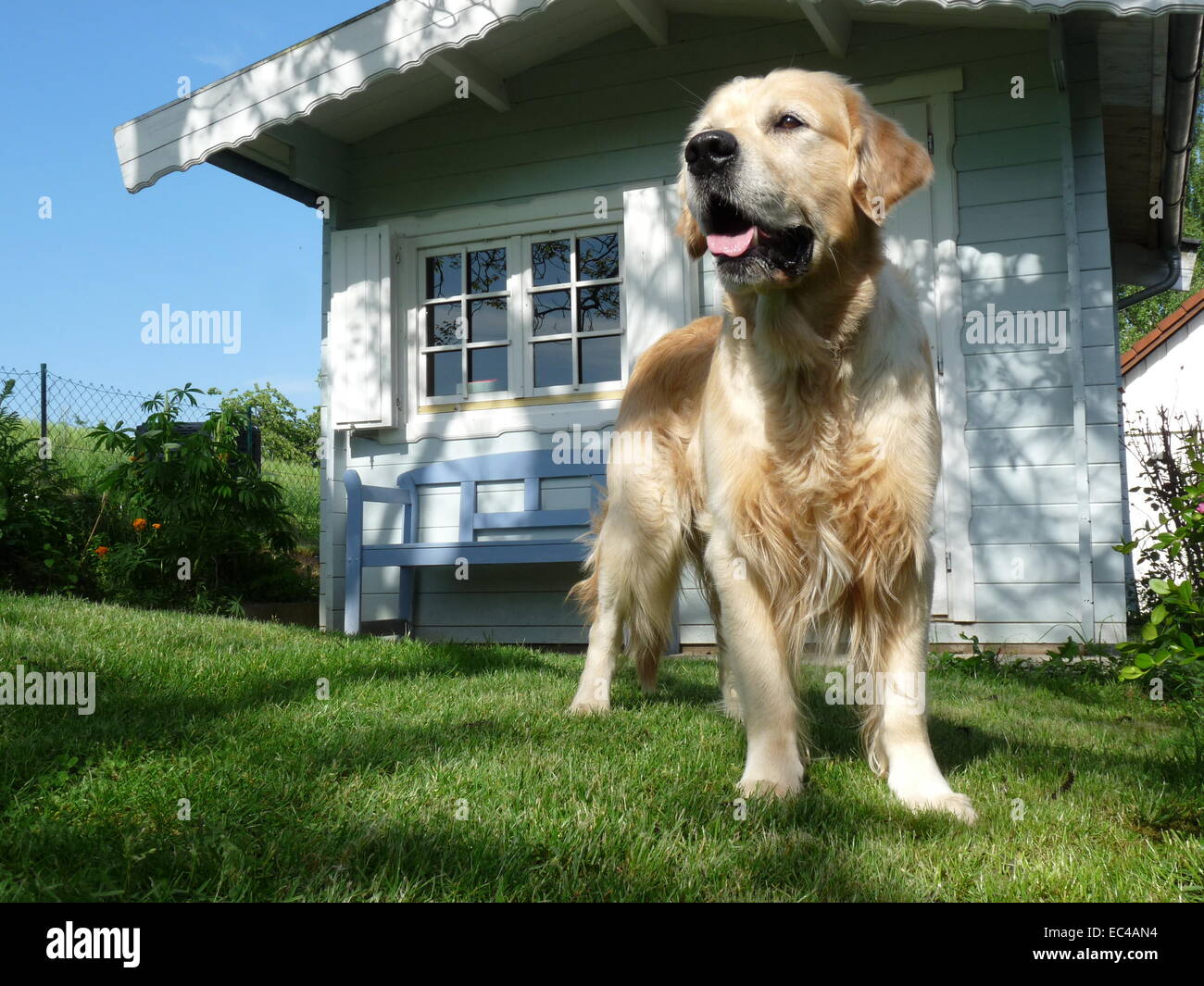 Dog in front hut in hi-res stock photography and images - Alamy