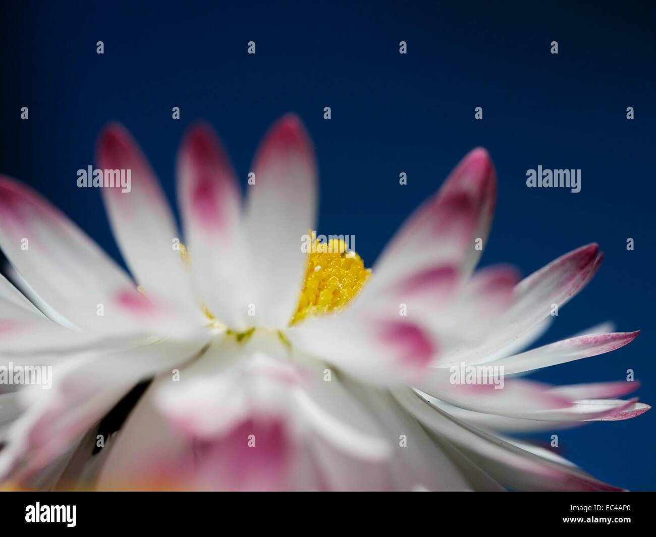 Host plants white flowers hi-res stock photography and images - Alamy